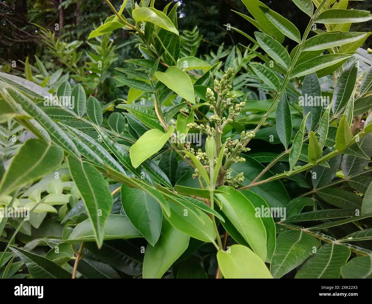 shining sumac (Rhus copallinum) Plantae Stock Photo - Alamy