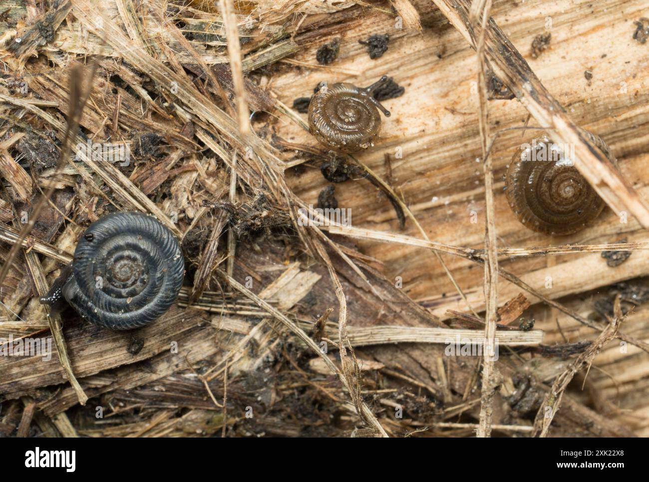 Southern Flatcoil (Polygyra cereolus) Mollusca Stock Photo - Alamy