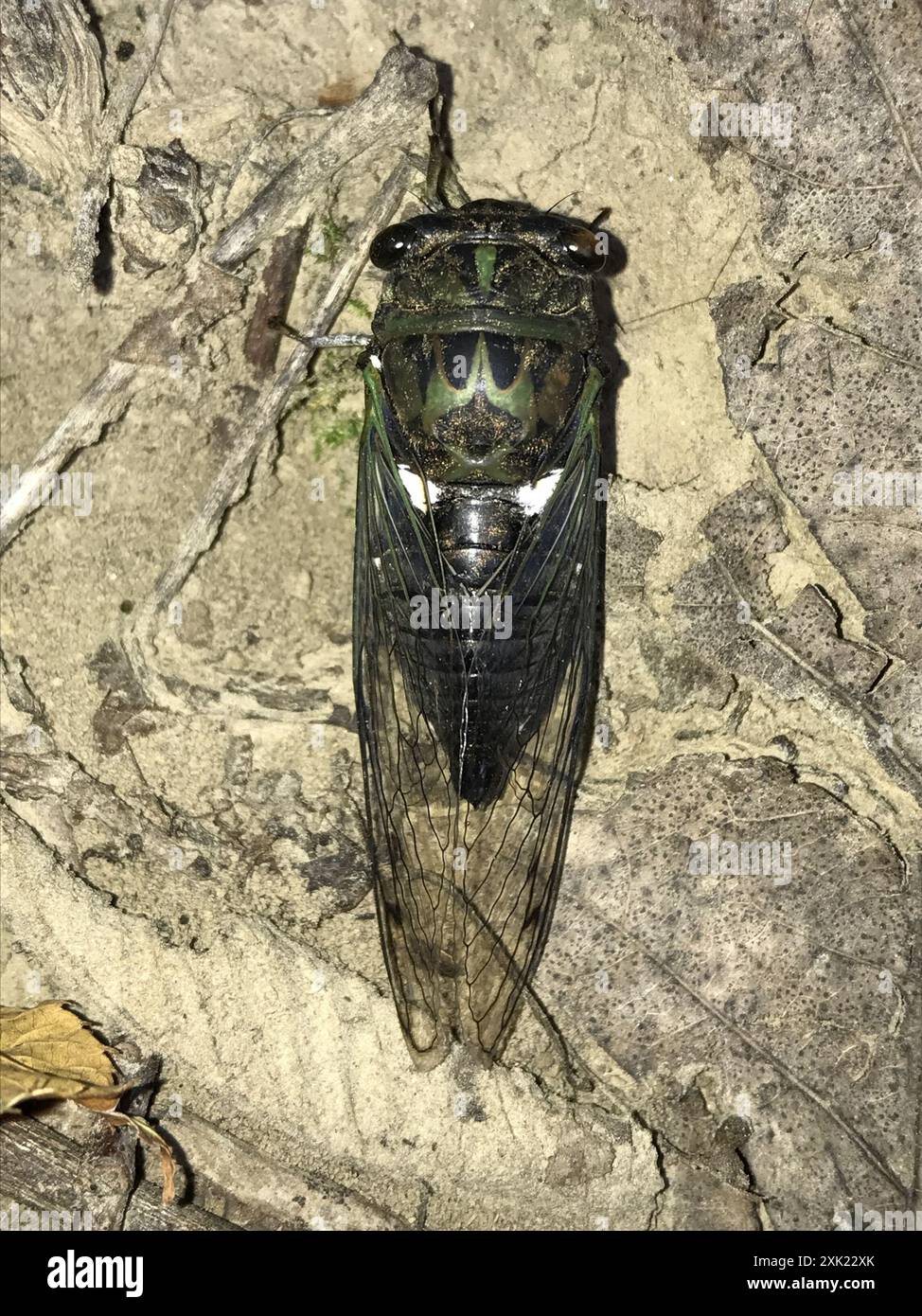 Neotibicen pruinosus pruinosus hi-res stock photography and images - Alamy