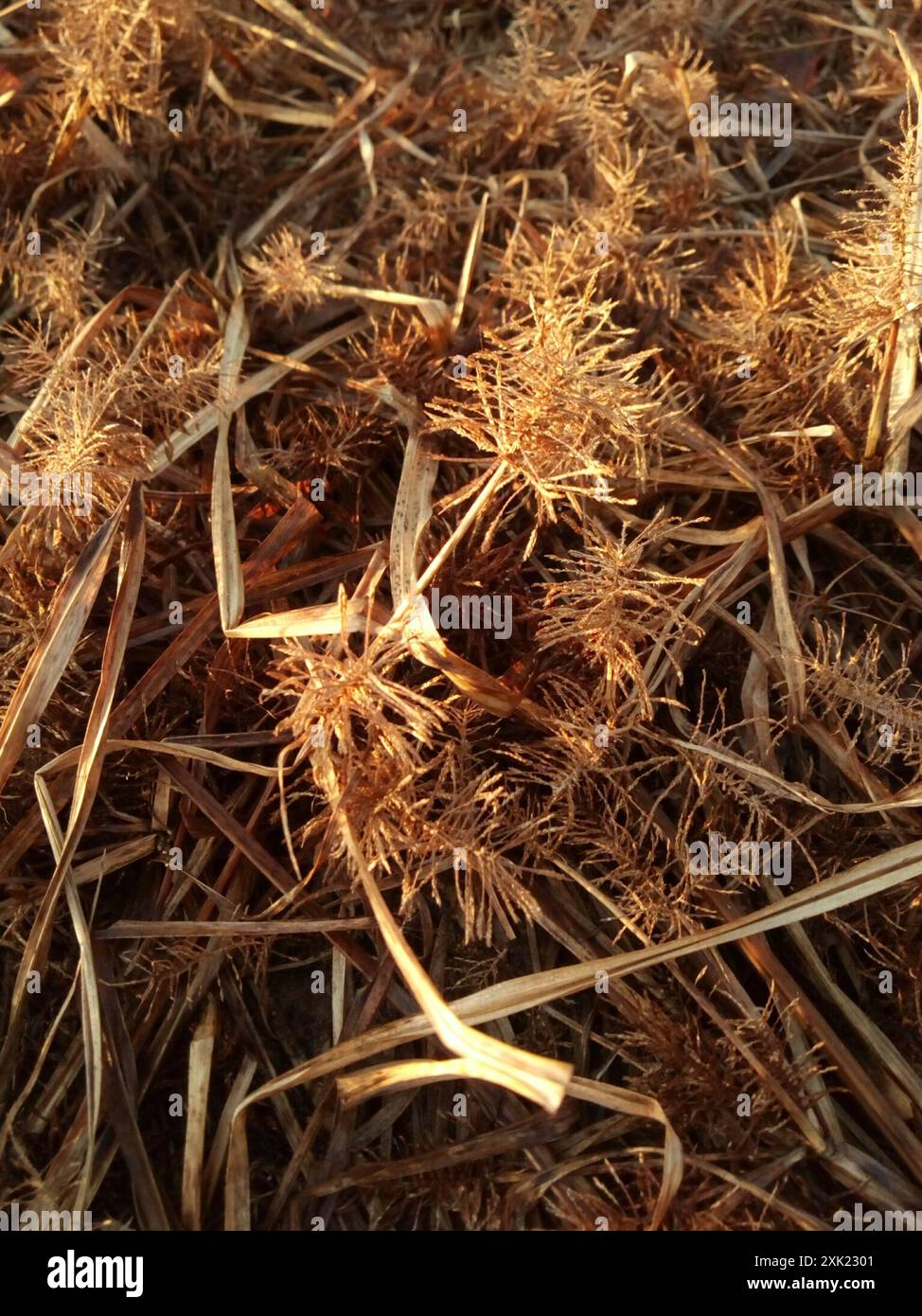 straw-colored flatsedge (Cyperus strigosus) Plantae Stock Photo - Alamy
