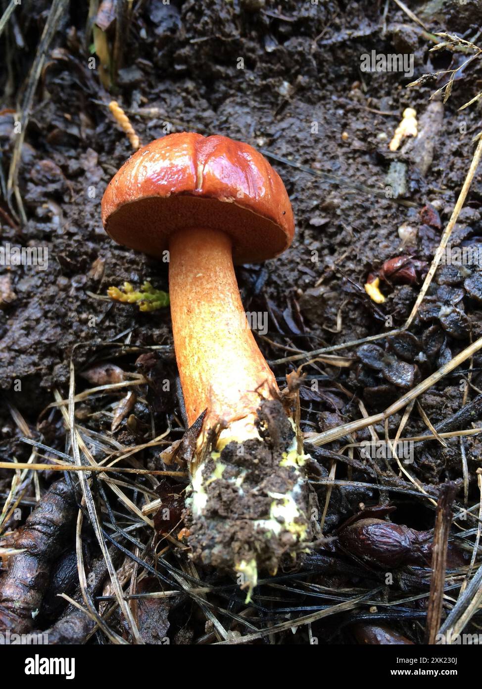 boletes (Boletaceae) Fungi Stock Photo - Alamy