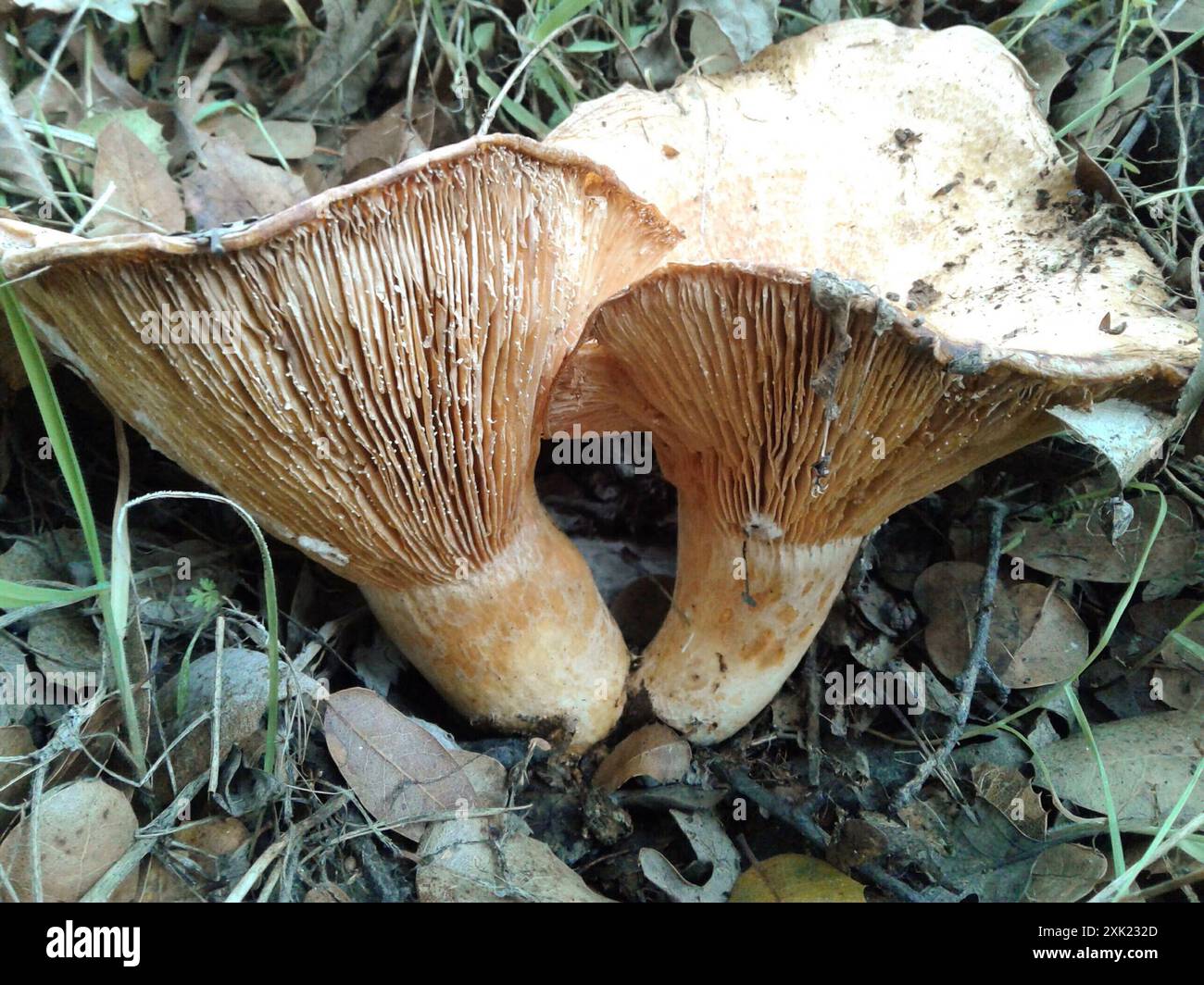 golden milkcap (Lactarius alnicola) Fungi Stock Photo - Alamy