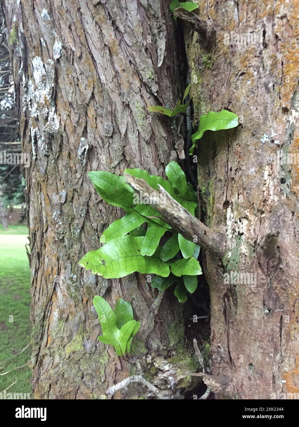 Kangaroo Fern (Microsorum pustulatum pustulatum) Plantae Stock Photo ...