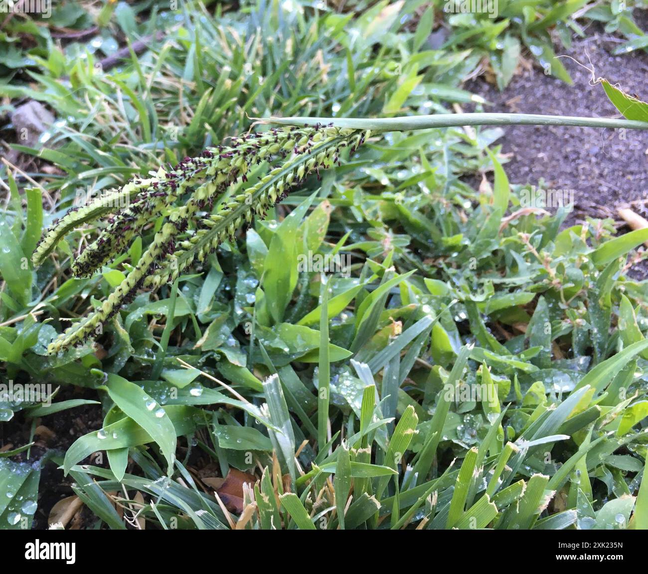 Dallis grass (Paspalum dilatatum) Plantae Stock Photo - Alamy