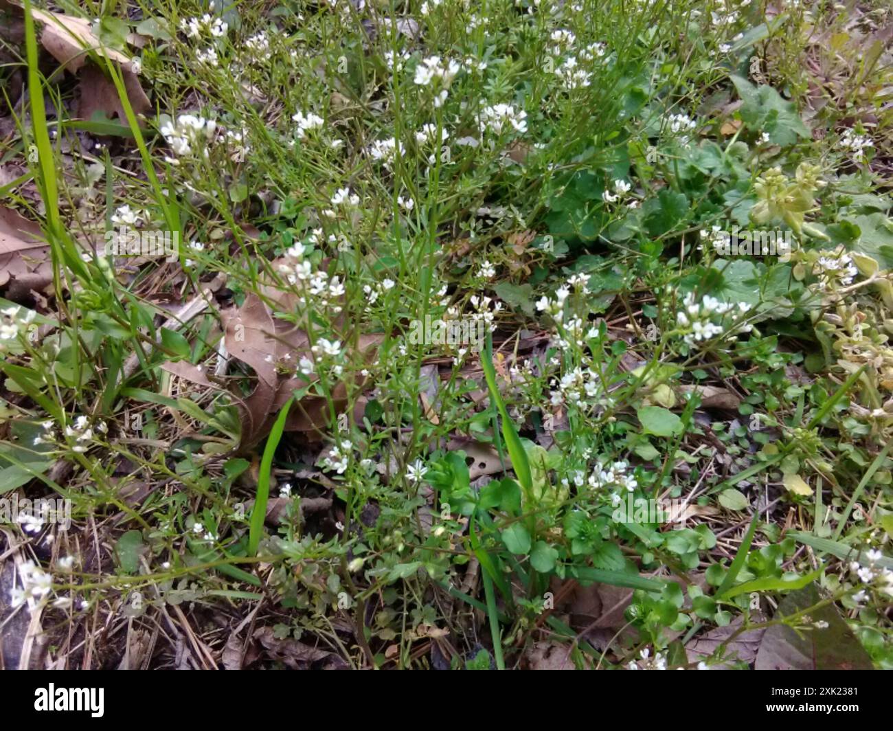 Nursery bittercress (Cardamine occulta) Plantae Stock Photo - Alamy