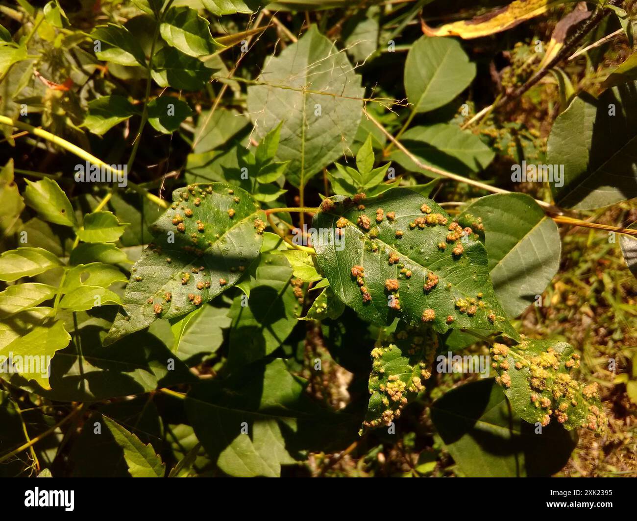 Poison Ivy Leaf Mite (Aculops rhois) Arachnida Stock Photo - Alamy