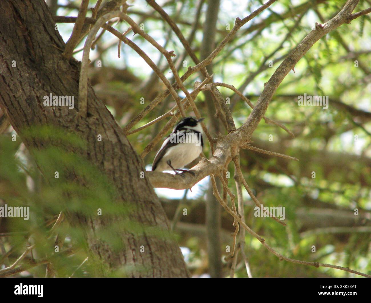 Batis senegalensis hi-res stock photography and images - Alamy
