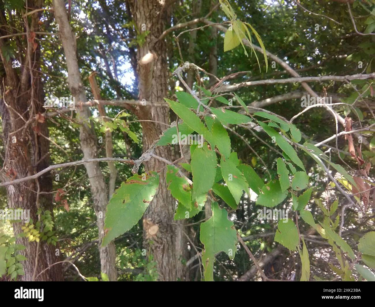 Winged Elm (Ulmus alata) Plantae Stock Photo - Alamy