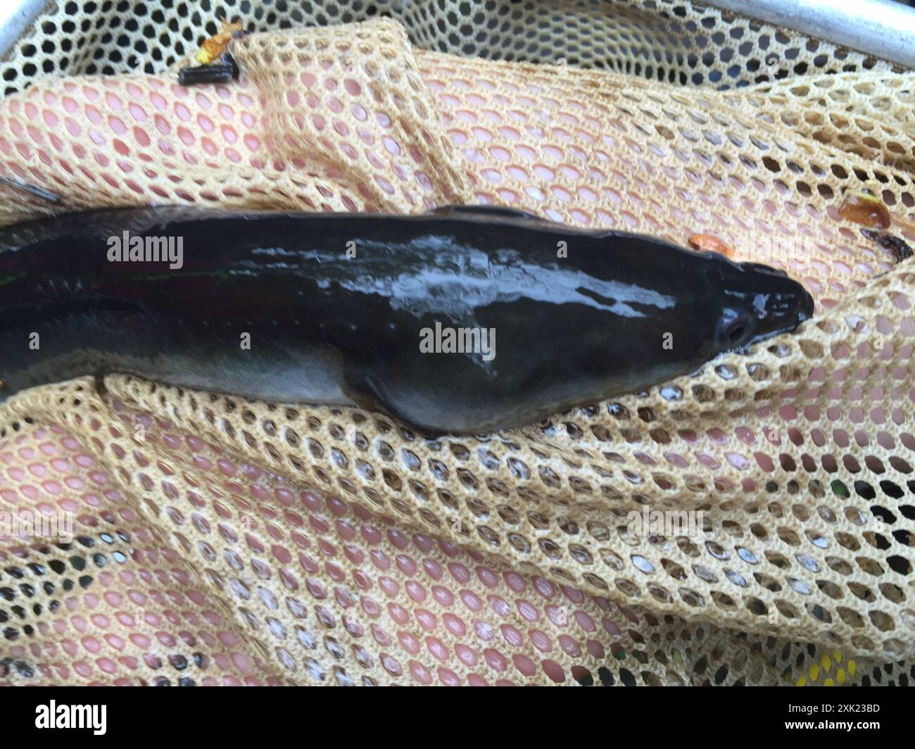 American Eel (Anguilla rostrata) Actinopterygii Stock Photo - Alamy