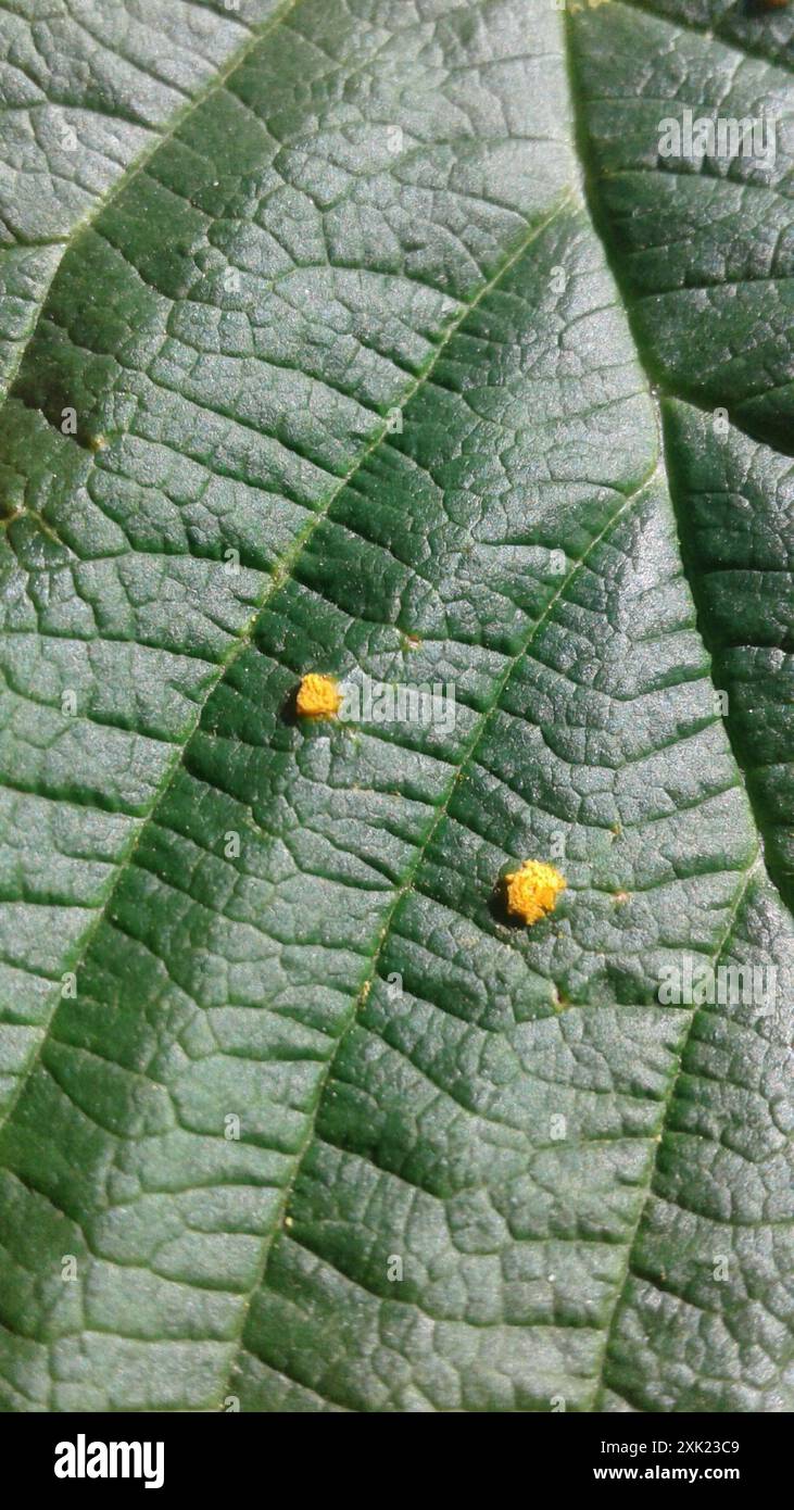 Red Raspberry Yellow Rust (Phragmidium rubi-idaei) Fungi Stock Photo ...