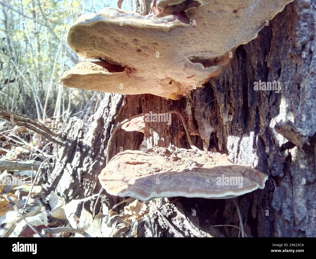 bracket fungi (Polyporaceae) Fungi Stock Photo - Alamy