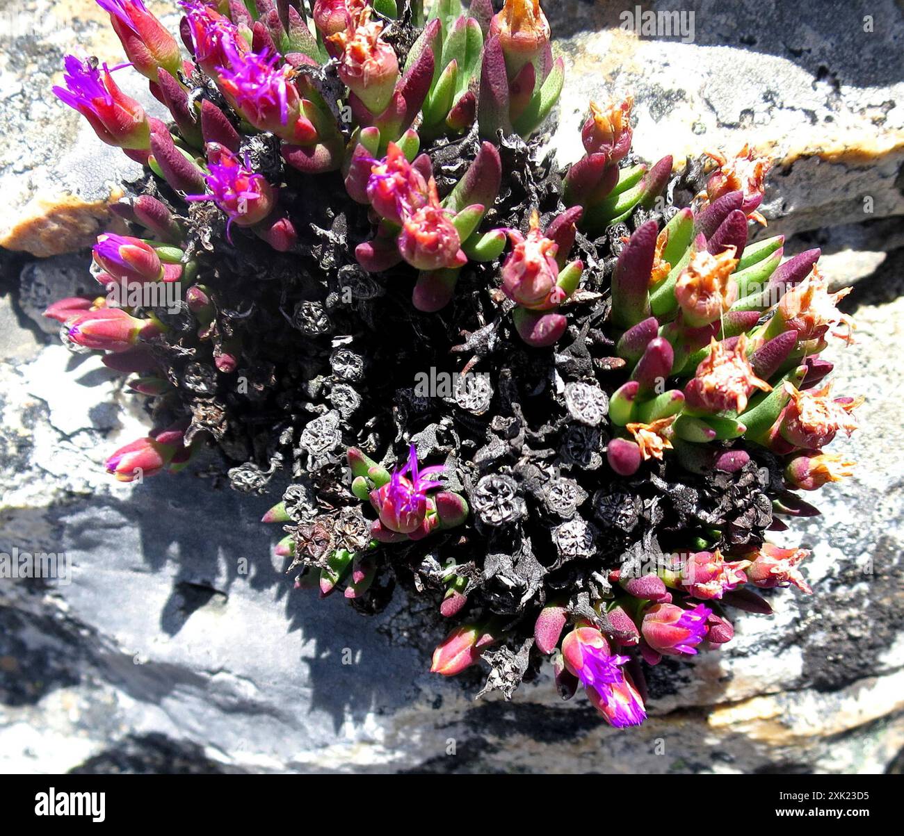 Ruschia hi-res stock photography and images - Alamy