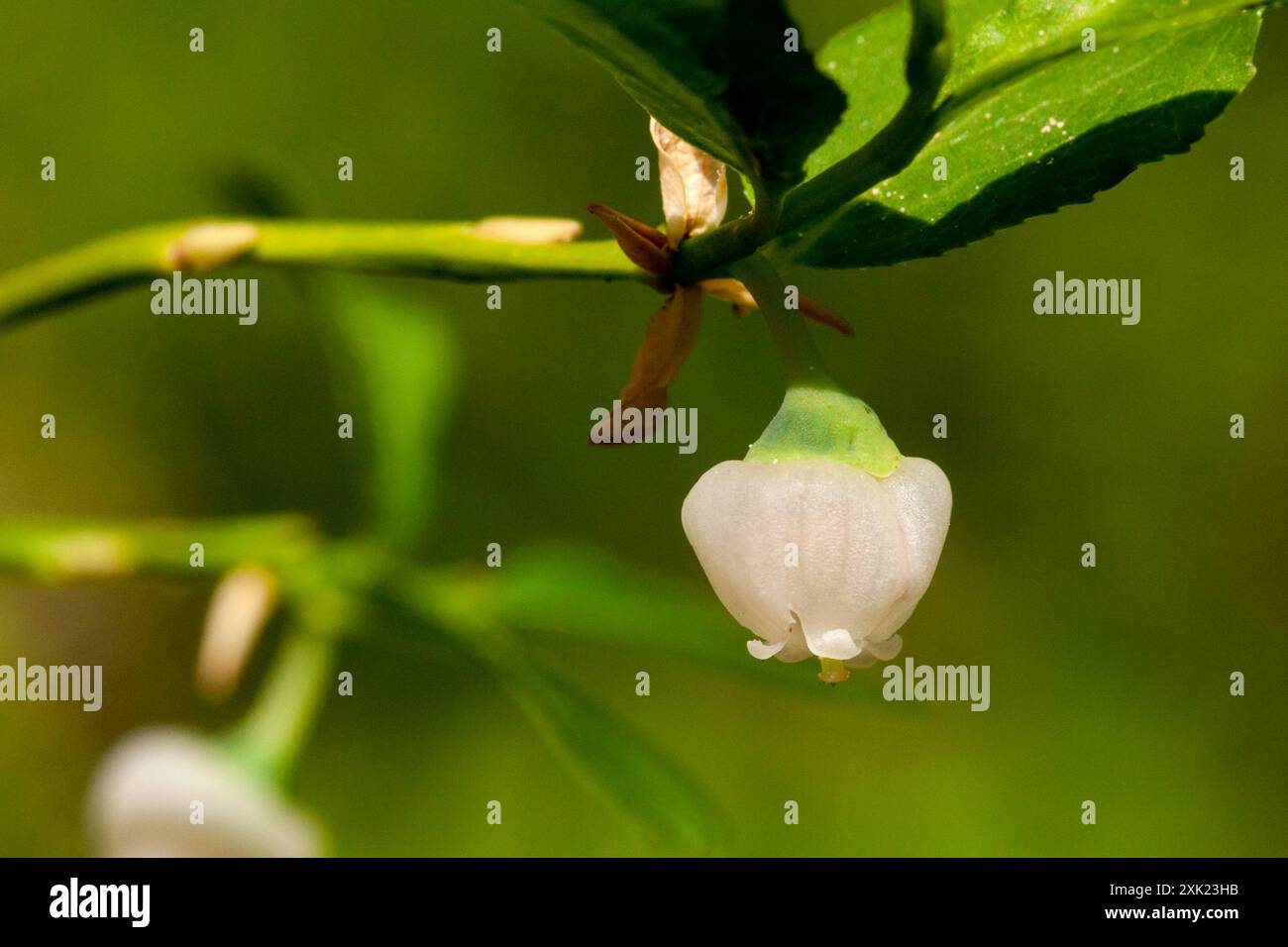 common bilberry (Vaccinium myrtillus) Plantae Stock Photo - Alamy