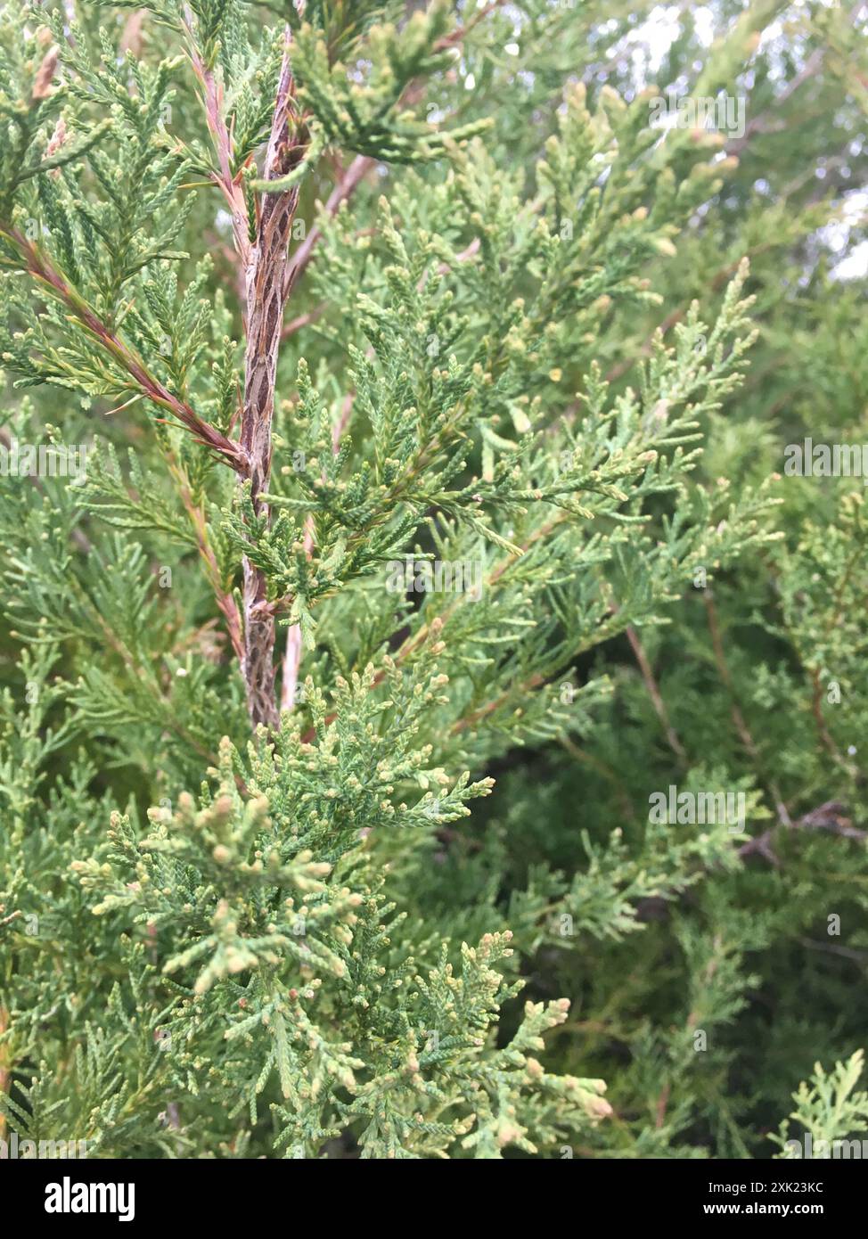 Southern Redcedar (Juniperus virginiana silicicola) Plantae Stock Photo ...