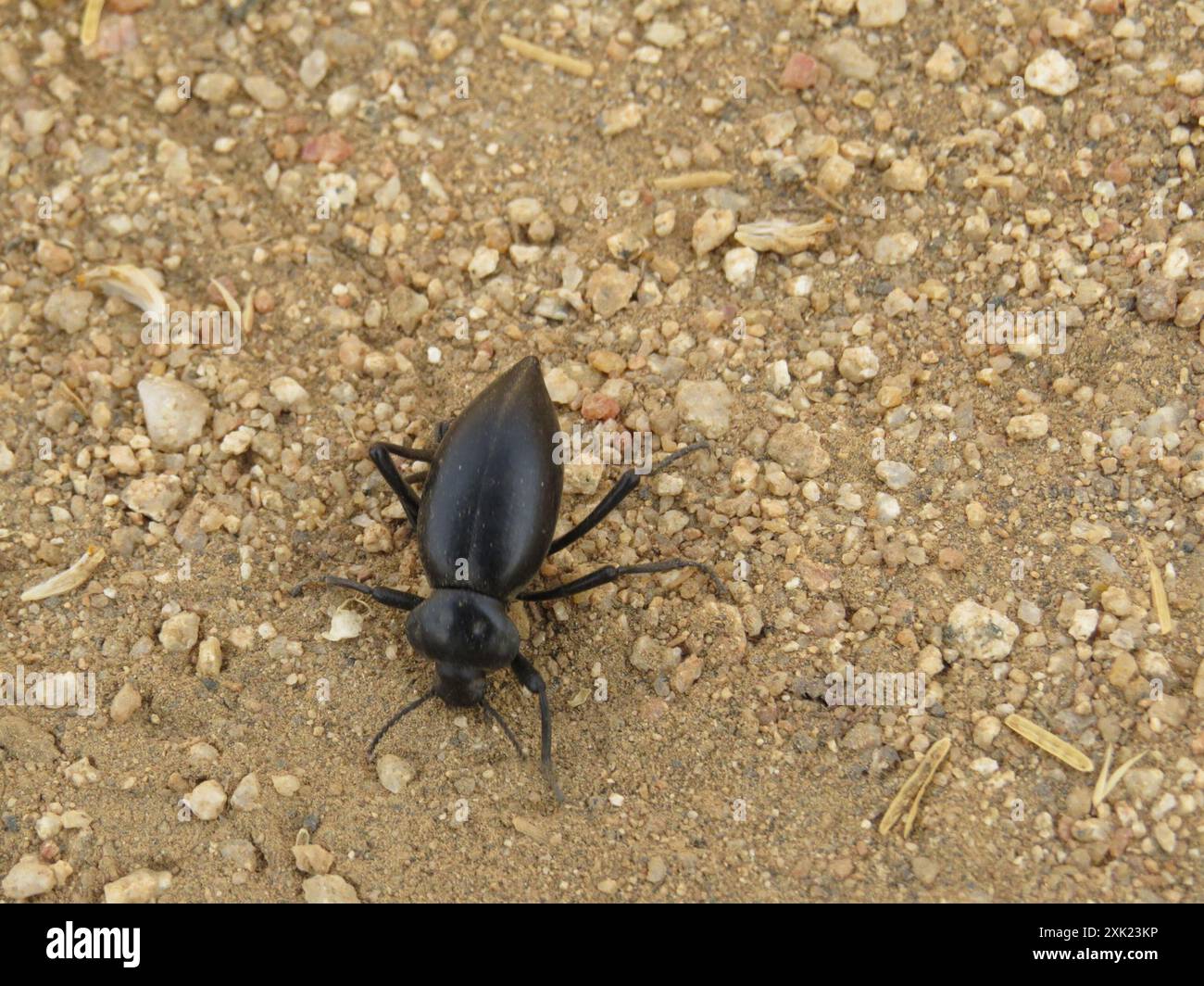 Desert Stink Beetles (Eleodes) Insecta Stock Photo - Alamy