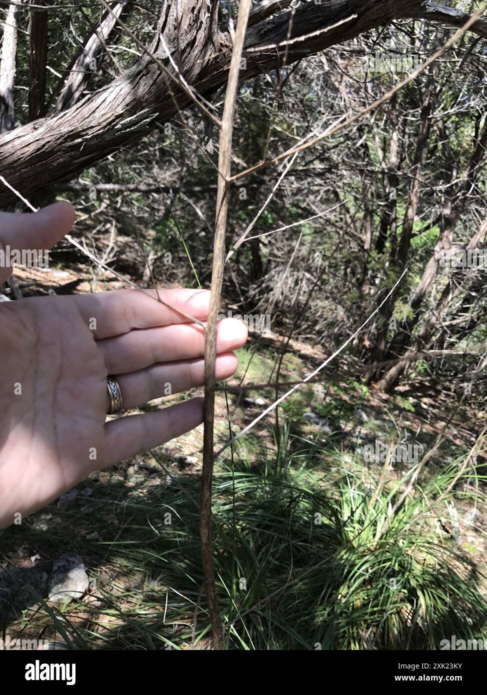 Devil's Shoestring (Nolina lindheimeriana) Plantae Stock Photo - Alamy