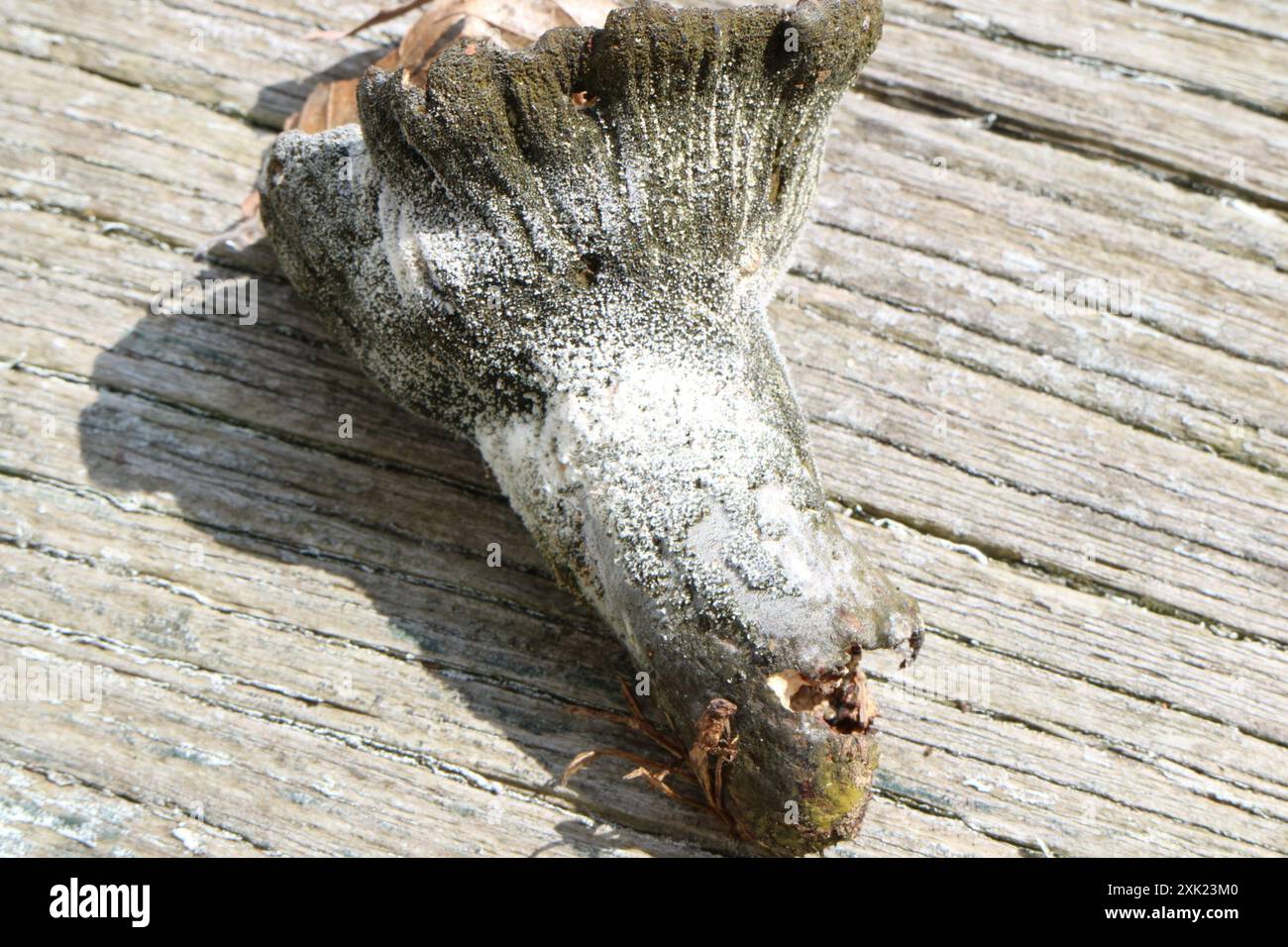 Yellow green hypomyces hi-res stock photography and images - Alamy