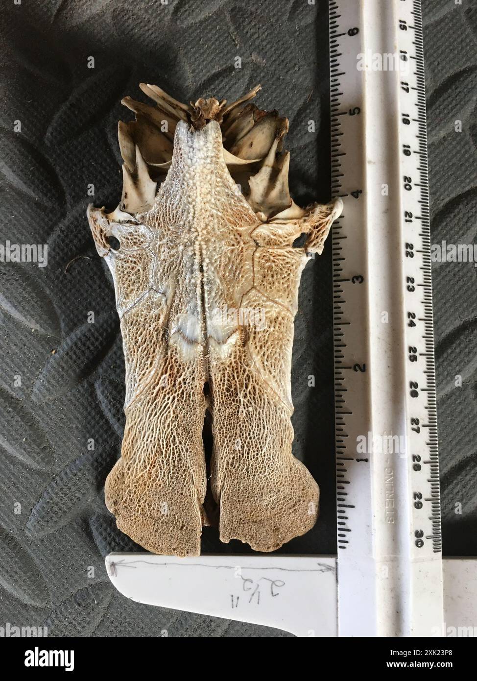 Gafftopsail Catfish (Bagre marinus) Actinopterygii Stock Photo - Alamy