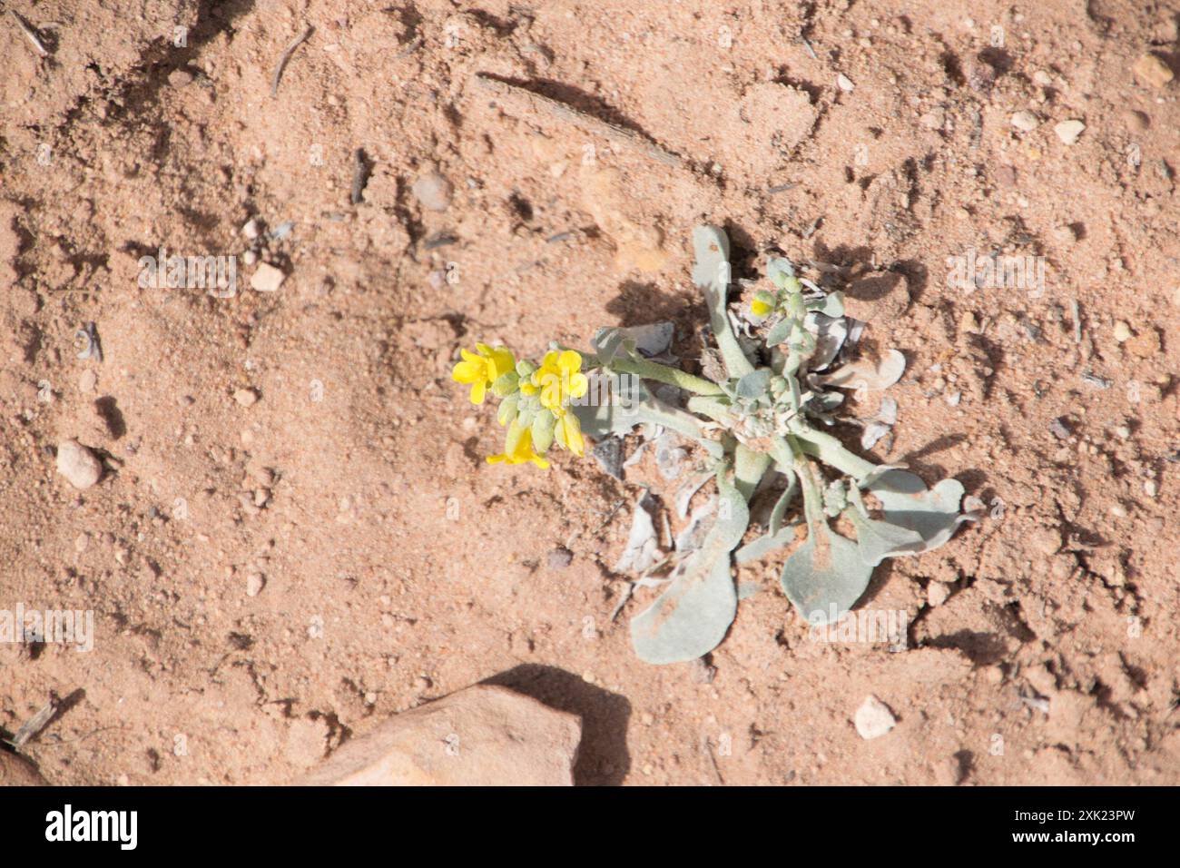 Chambers' twinpod (Physaria chambersii) Plantae Stock Photo - Alamy