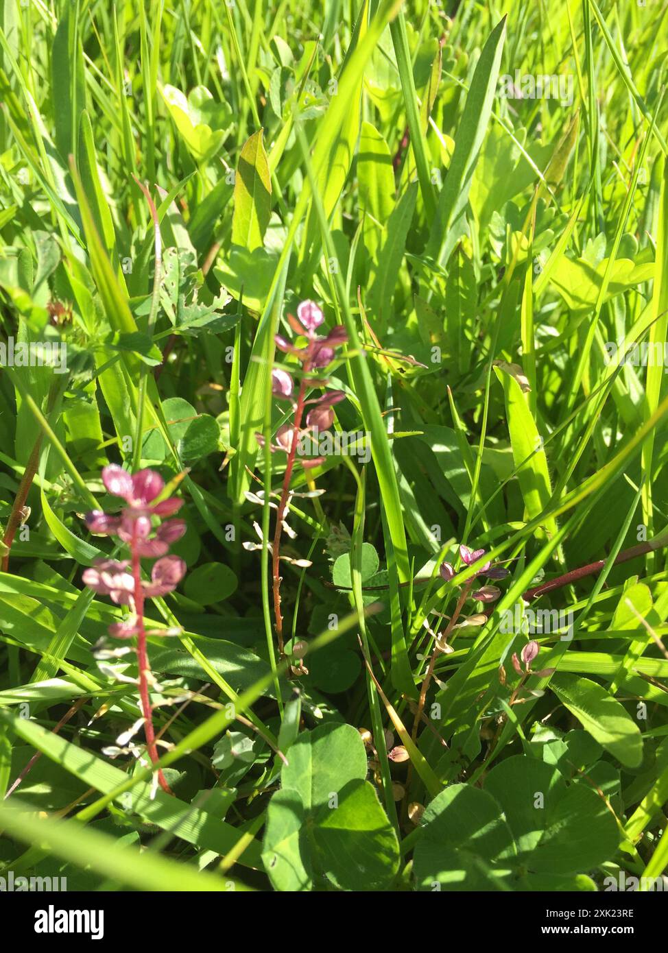 Shining Pepperweed (Lepidium nitidum) Plantae Stock Photo - Alamy