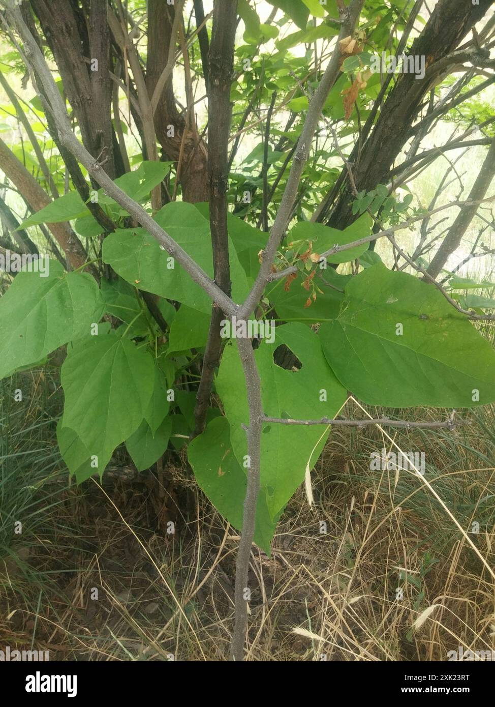 southern catalpa (Catalpa bignonioides) Plantae Stock Photo - Alamy