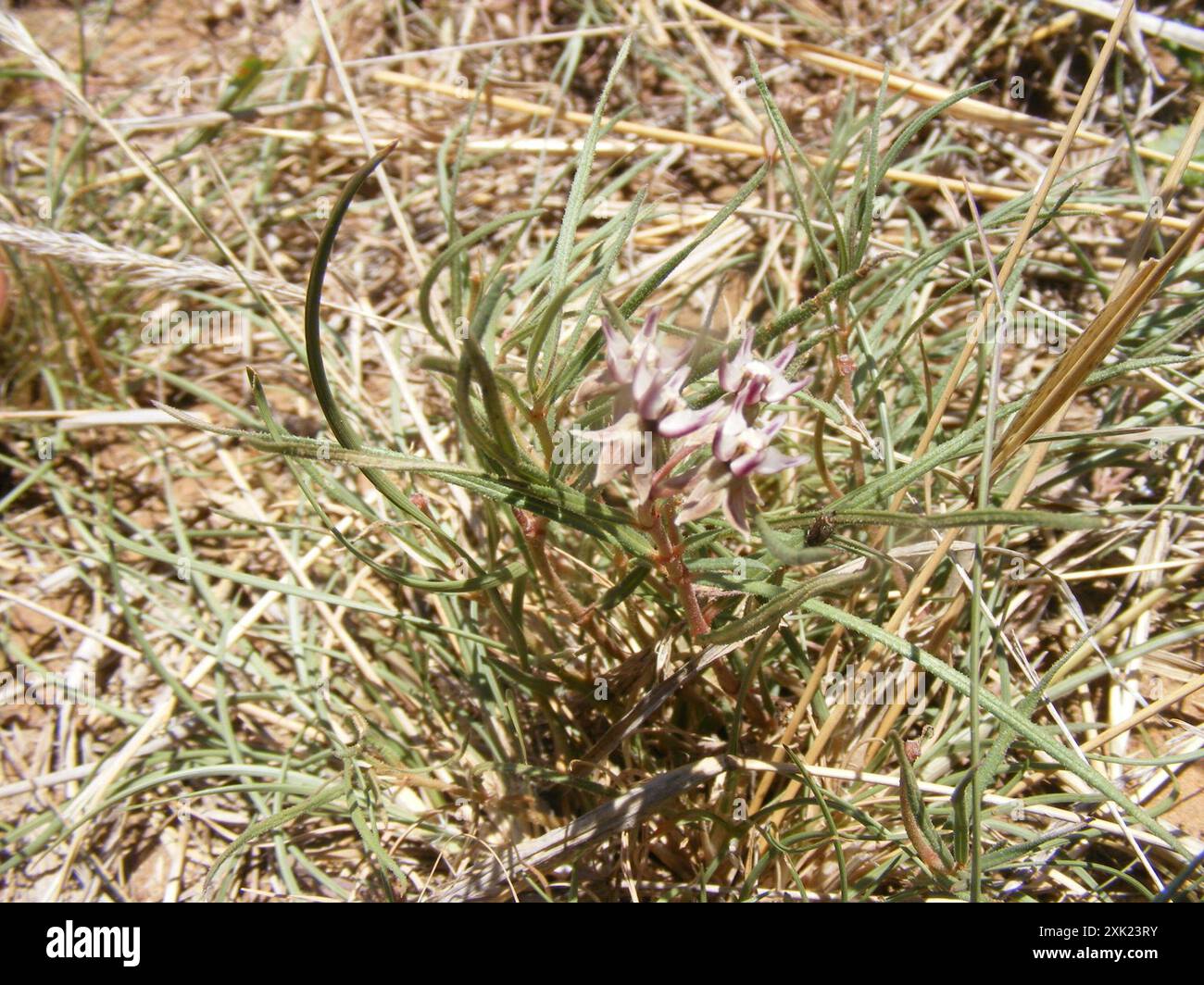 common meadow-star (Asclepias stellifera) Plantae Stock Photo - Alamy