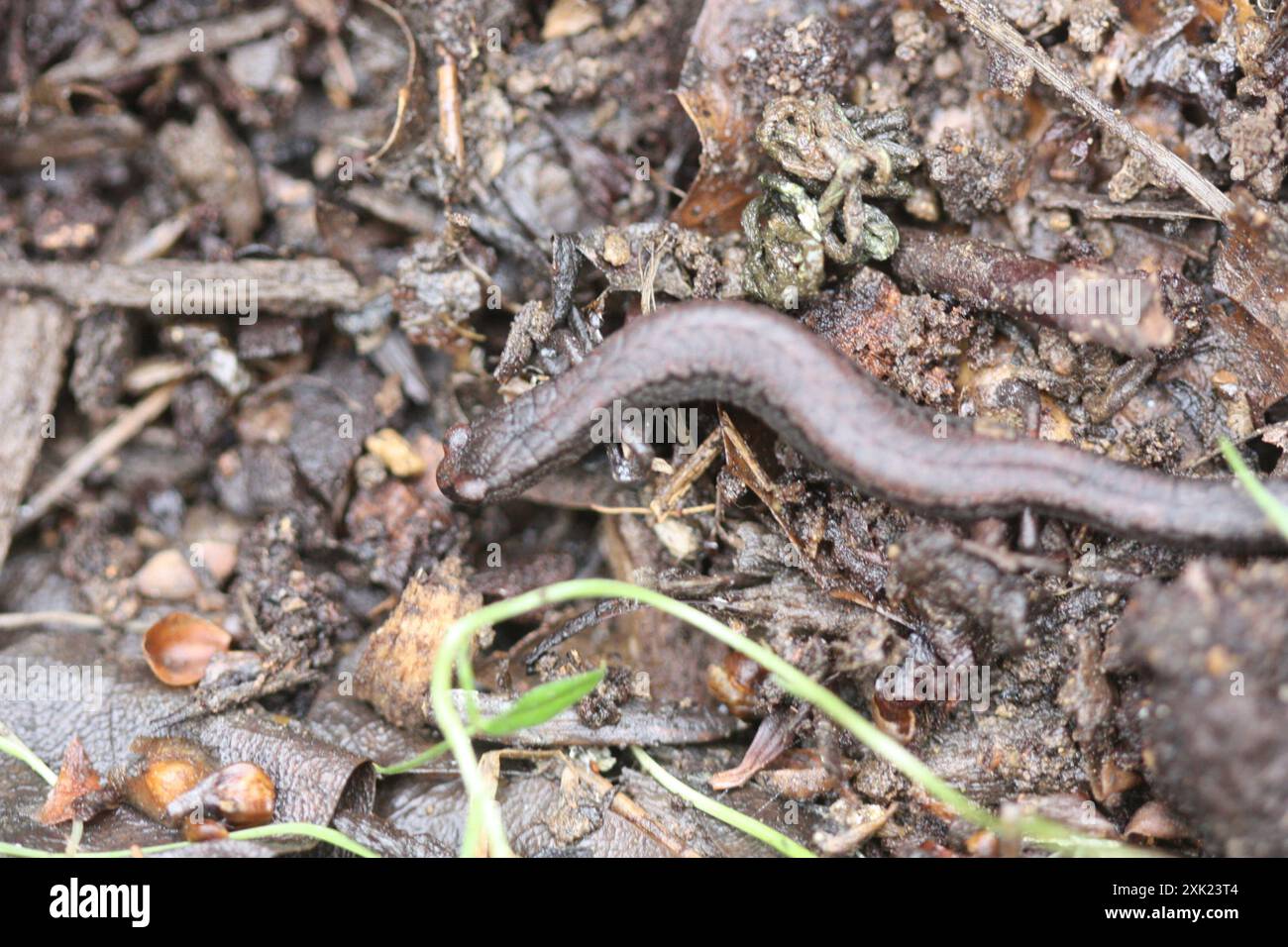 California Slender Salamander (Batrachoseps attenuatus) Amphibia Stock ...