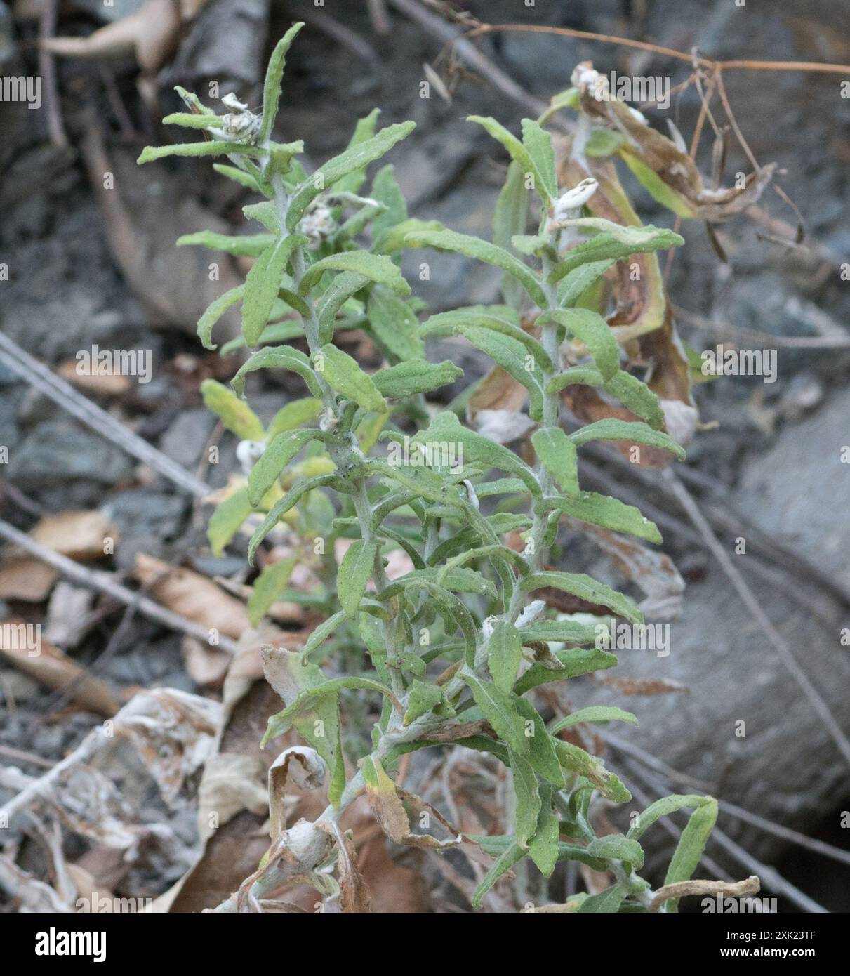two-color rabbit tobacco (Pseudognaphalium biolettii) Plantae Stock ...