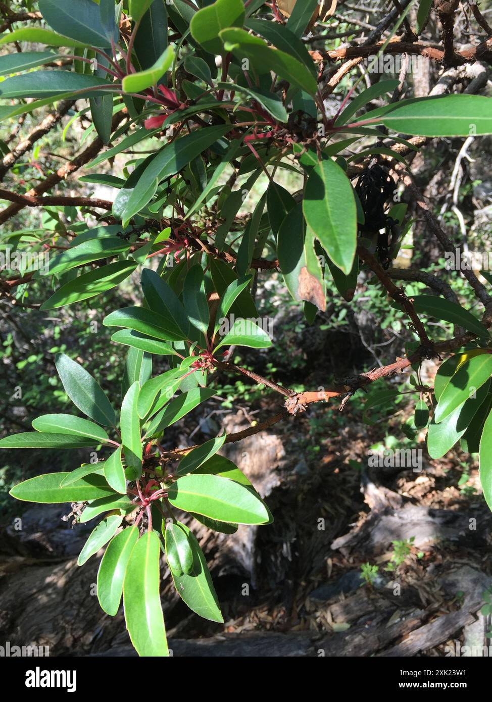 Arizona madrone (Arbutus arizonica) Plantae Stock Photo - Alamy