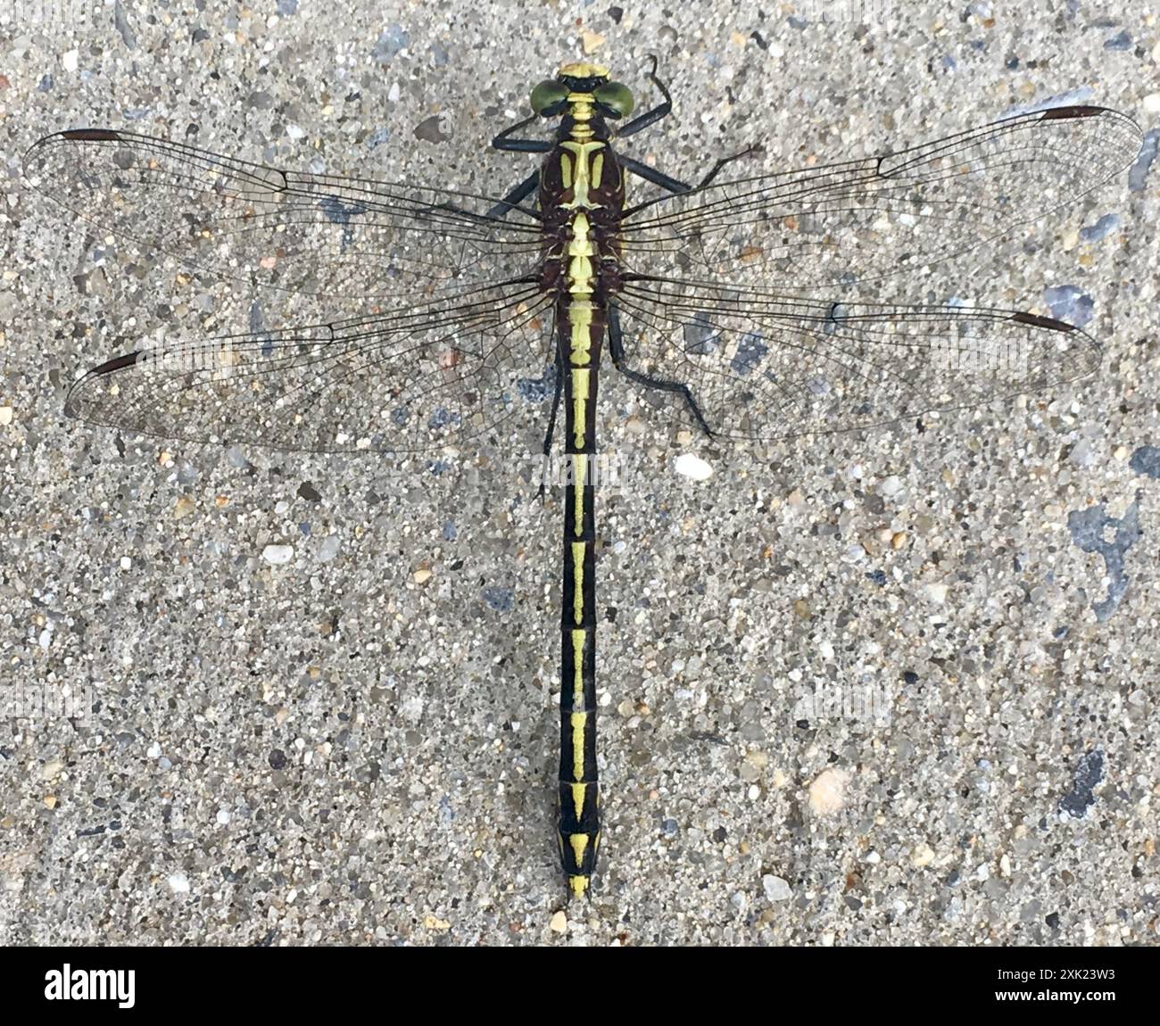 Black-shouldered Spinyleg (Dromogomphus spinosus) Insecta Stock Photo ...