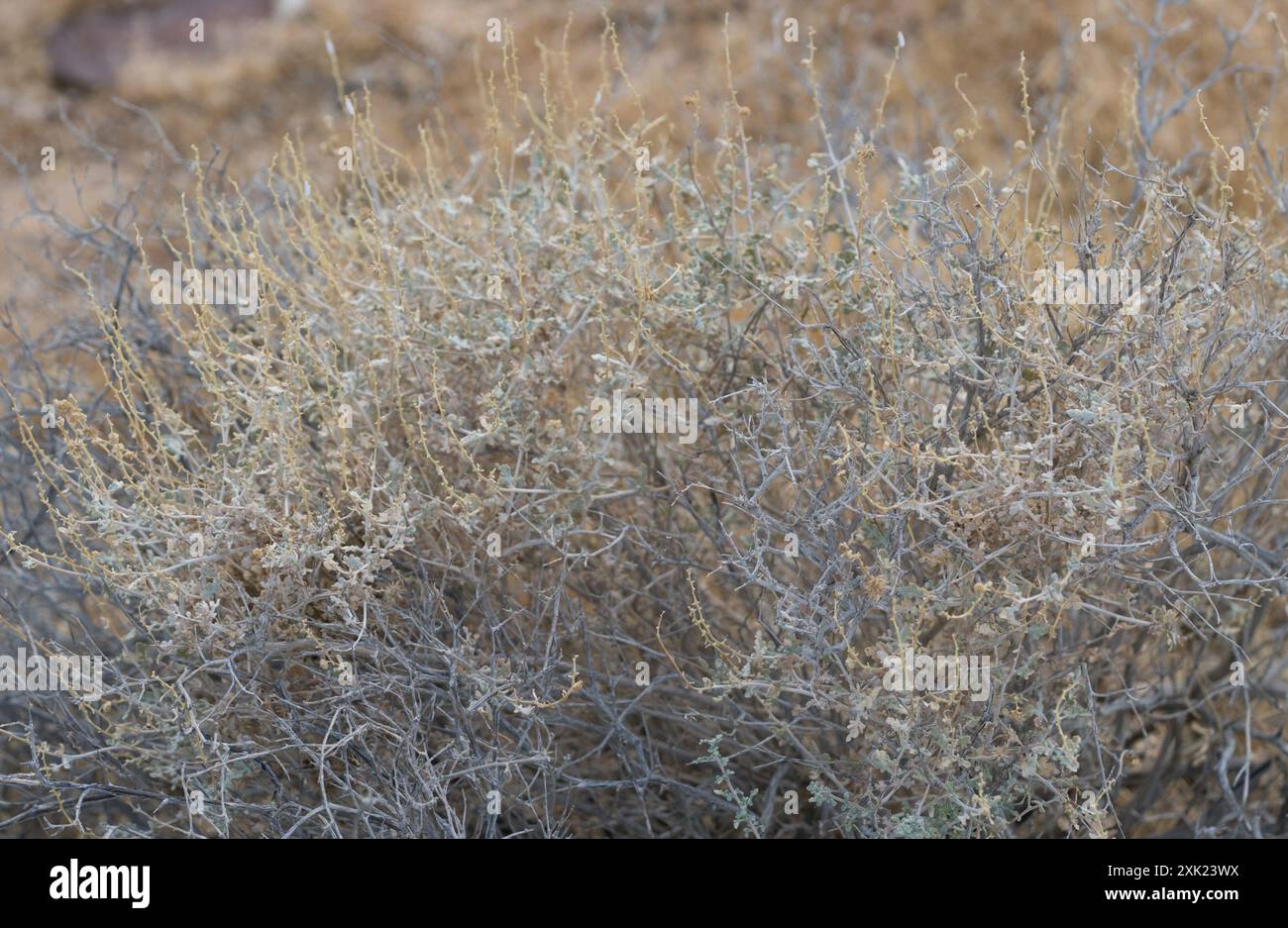 Burrobush (Ambrosia dumosa) Plantae Stock Photo - Alamy