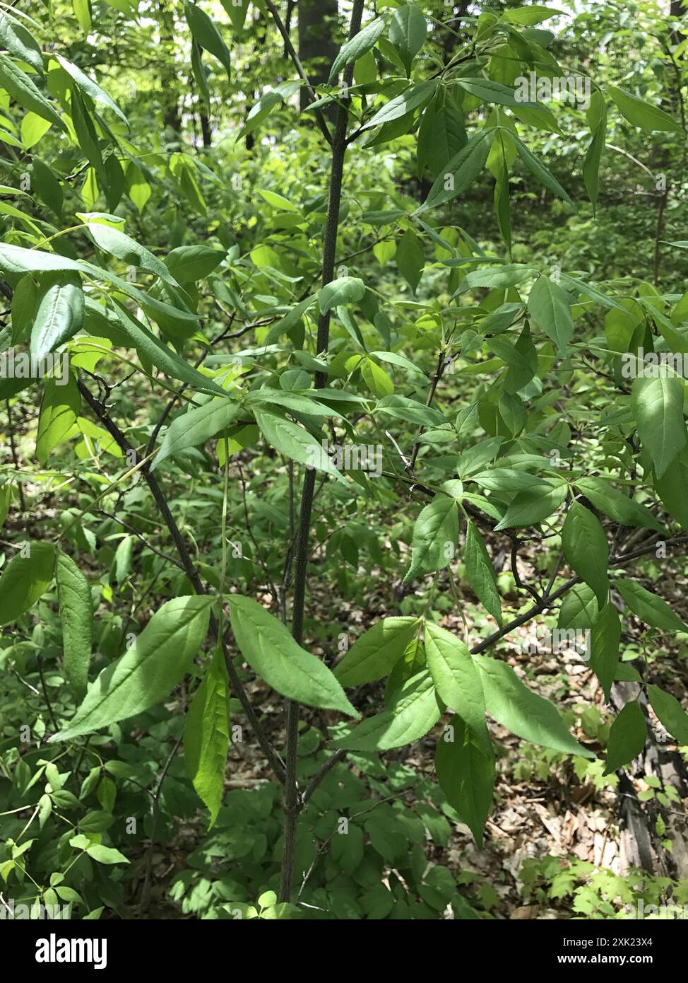 American bladdernut (Staphylea trifolia) Plantae Stock Photo - Alamy