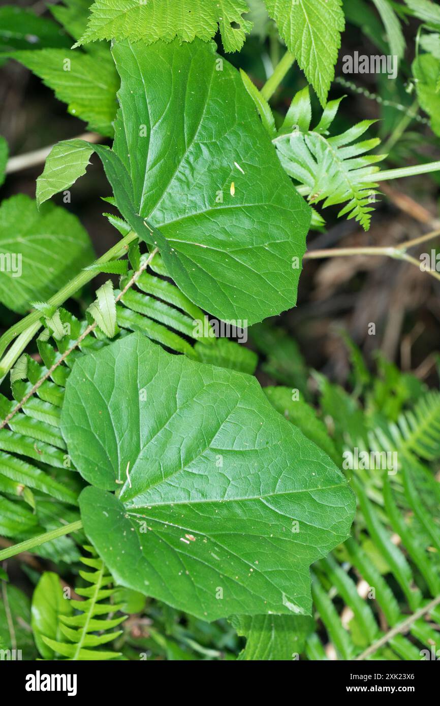 coastal manroot (Marah oregana) Plantae Stock Photo - Alamy