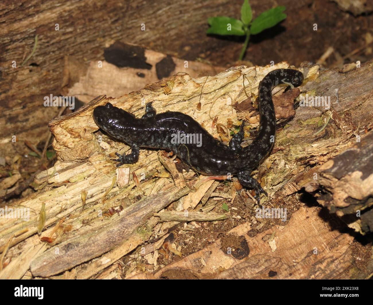Mole Salamanders (Ambystoma) Amphibia Stock Photo - Alamy