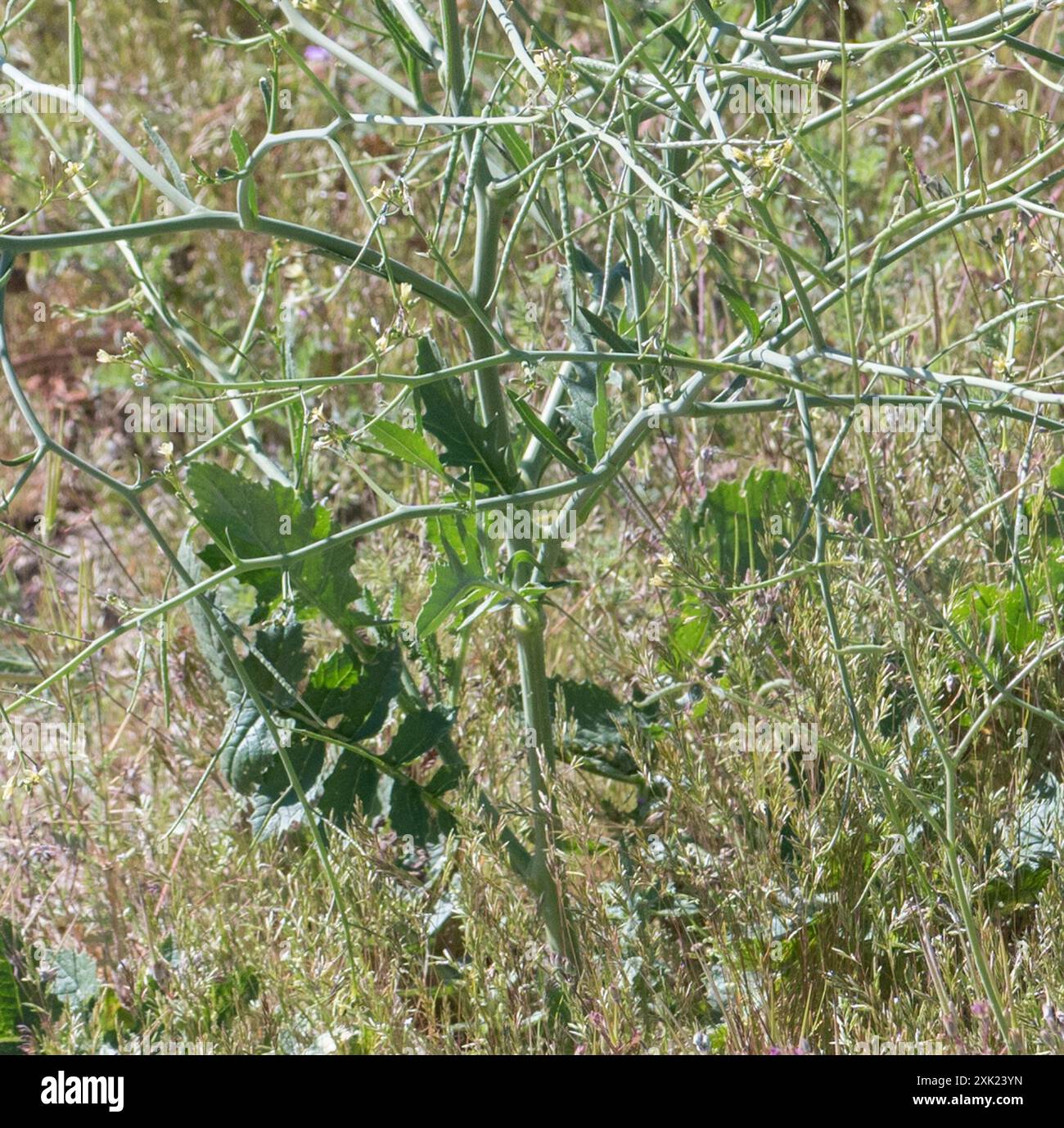 Saharan Mustard (Brassica tournefortii) Plantae Stock Photo - Alamy