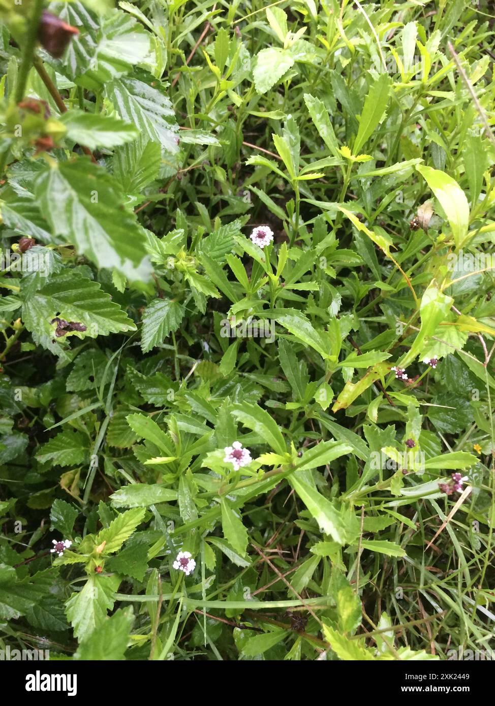 turkey tangle frogfruit (Phyla nodiflora) Plantae Stock Photo - Alamy