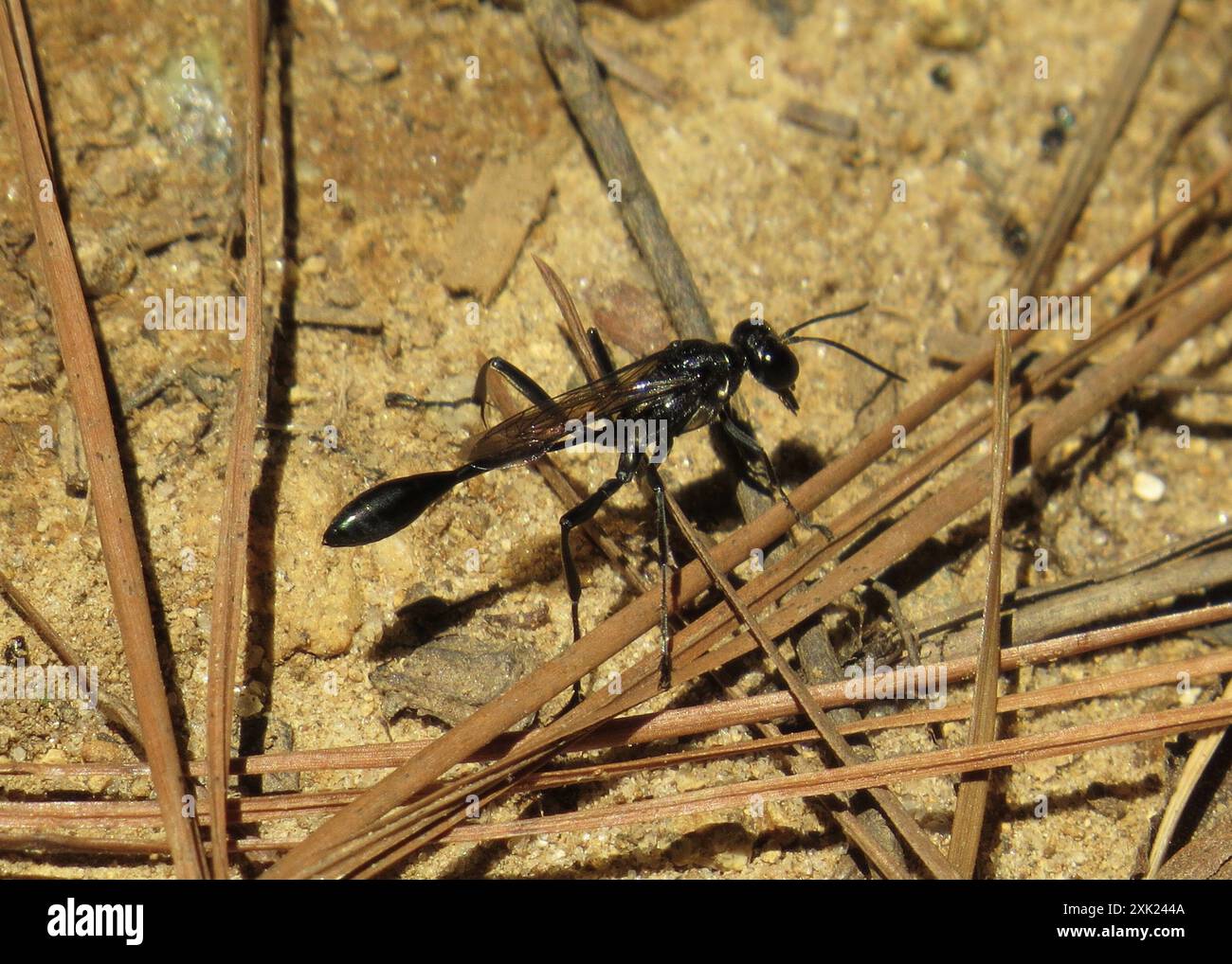 Gold-marked Thread-waisted Wasp (Eremnophila aureonotata) Insecta Stock ...