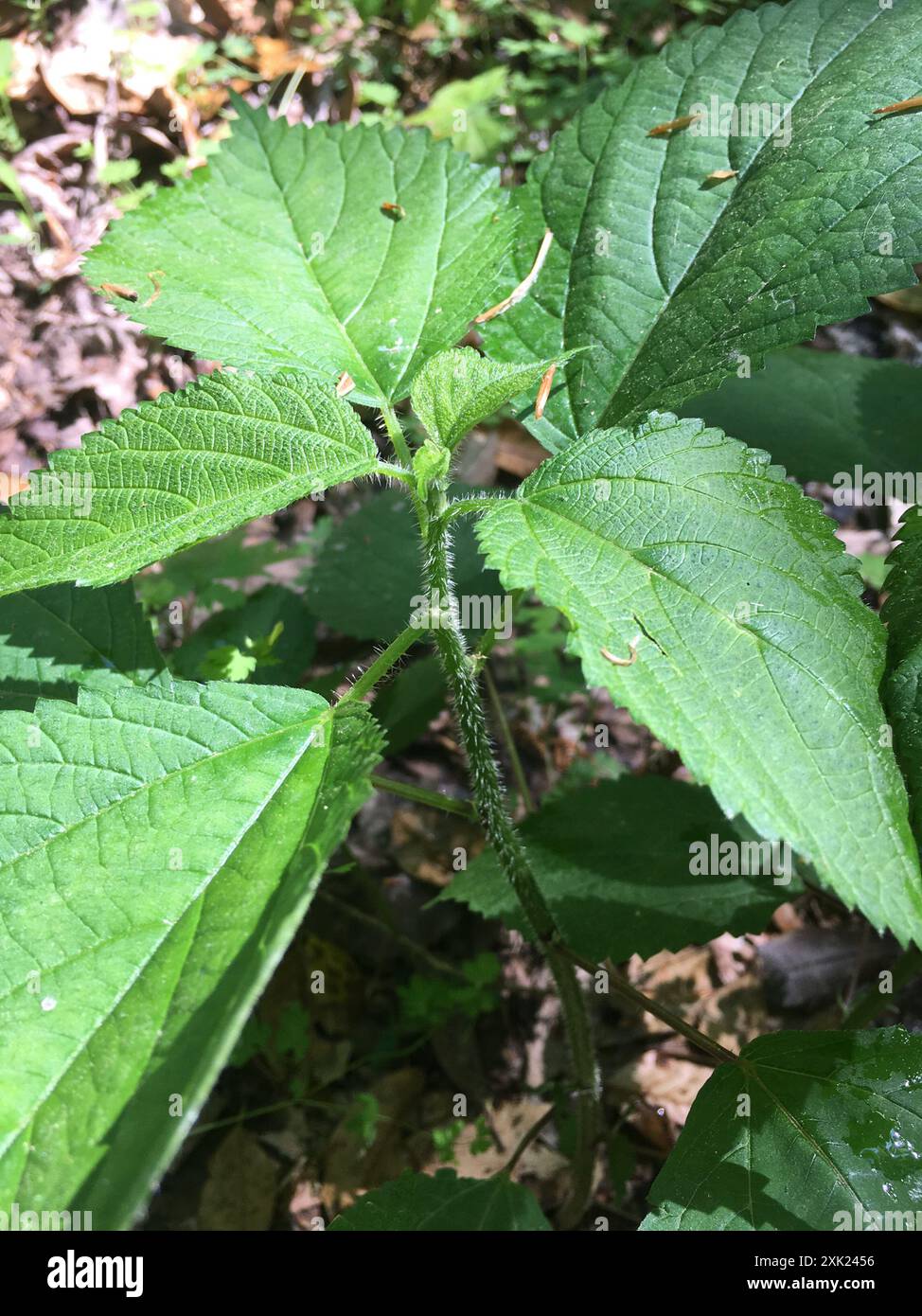 wood nettle (Laportea canadensis) Plantae Stock Photo - Alamy