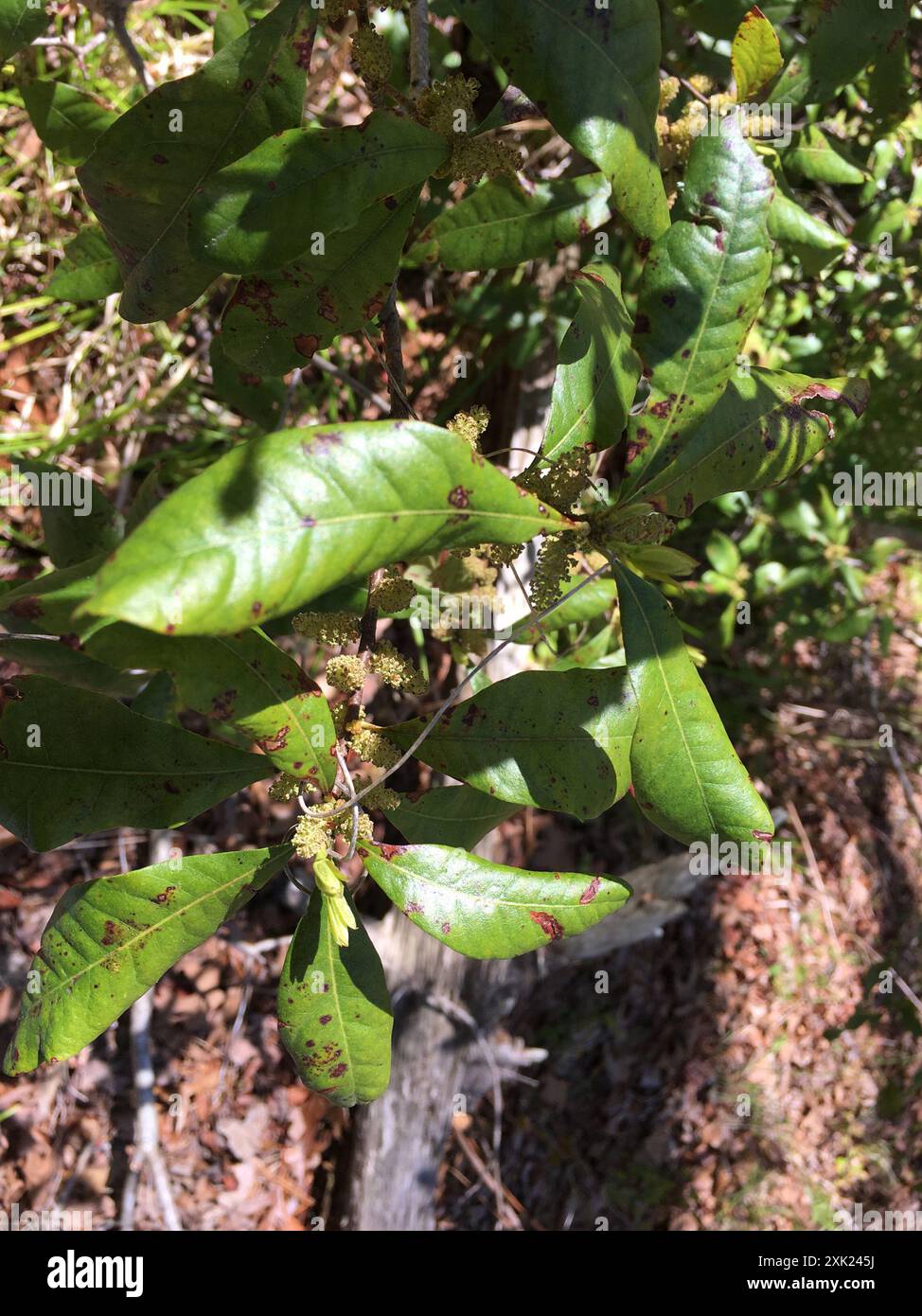 southern bayberry (Morella caroliniensis) Plantae Stock Photo - Alamy