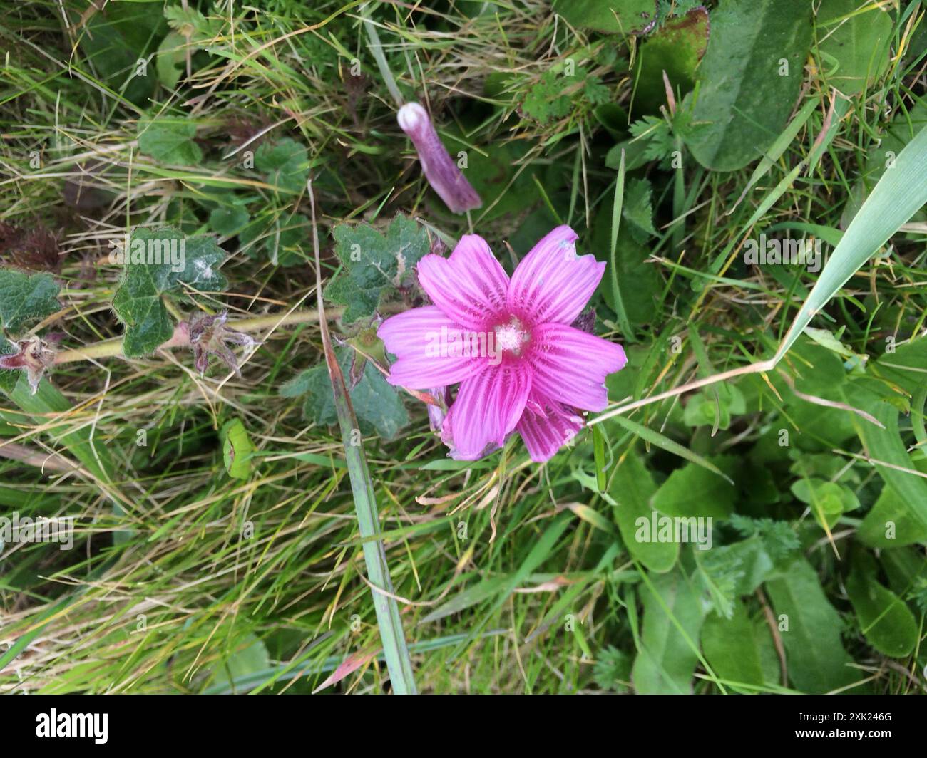checkerbloom (Sidalcea malviflora) Plantae Stock Photo - Alamy