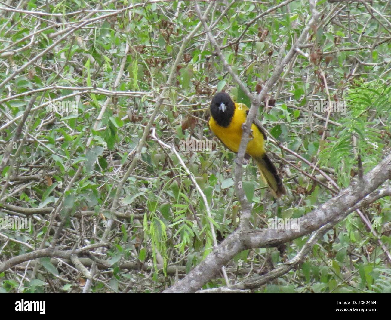 Icterus graduacauda hi-res stock photography and images - Alamy