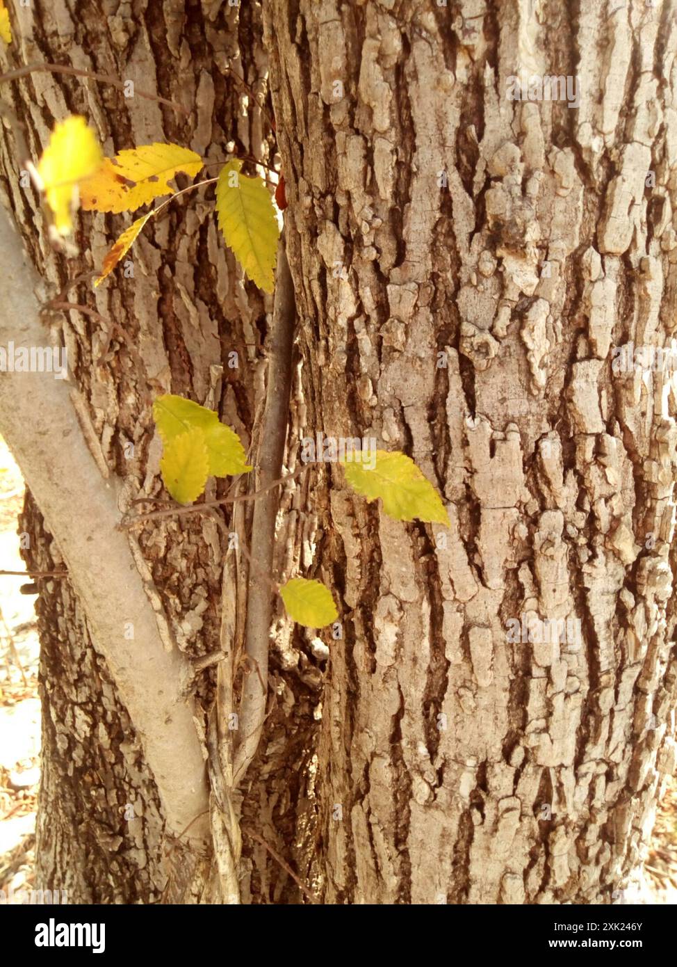 Winged Elm (Ulmus alata) Plantae Stock Photo - Alamy