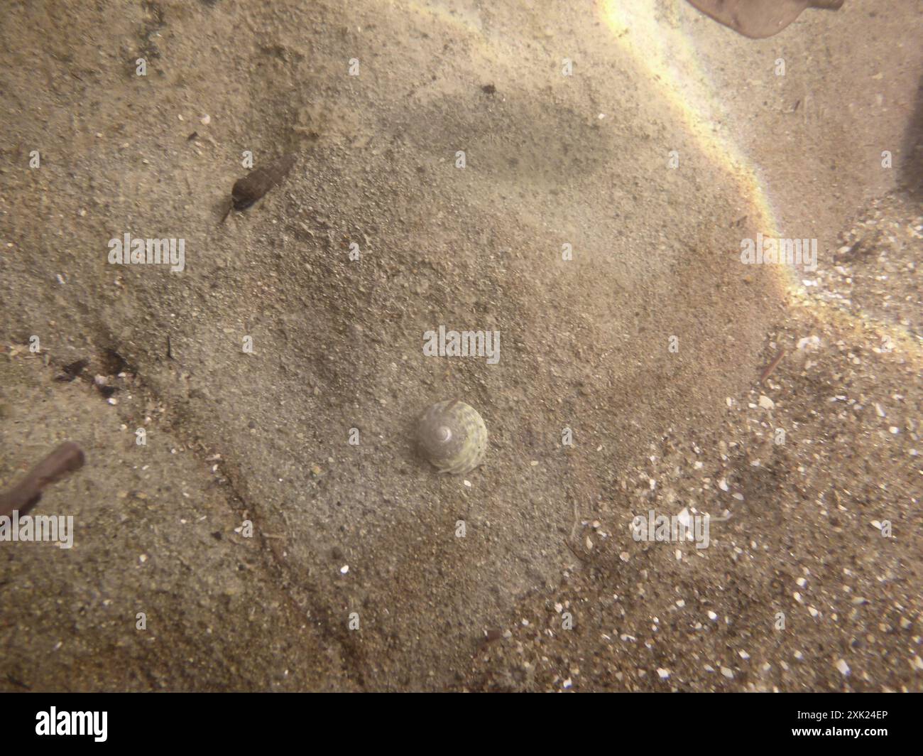 Mudflat Top Shell (Diloma subrostratum) Mollusca Stock Photo - Alamy