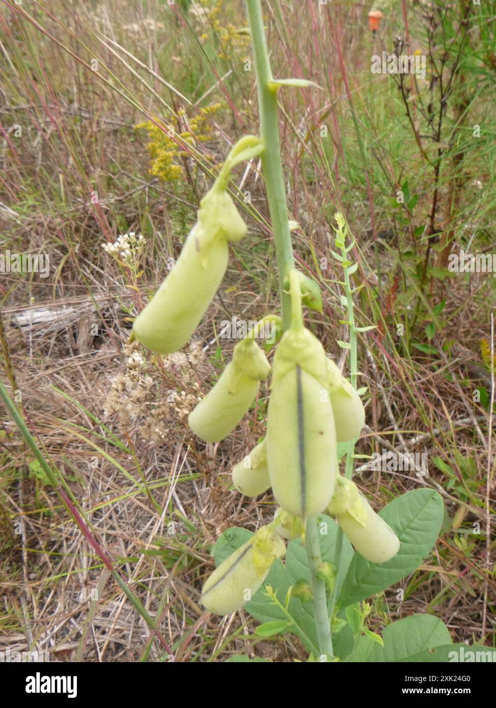 Showy Rattlebox (Crotalaria spectabilis) Plantae Stock Photo - Alamy