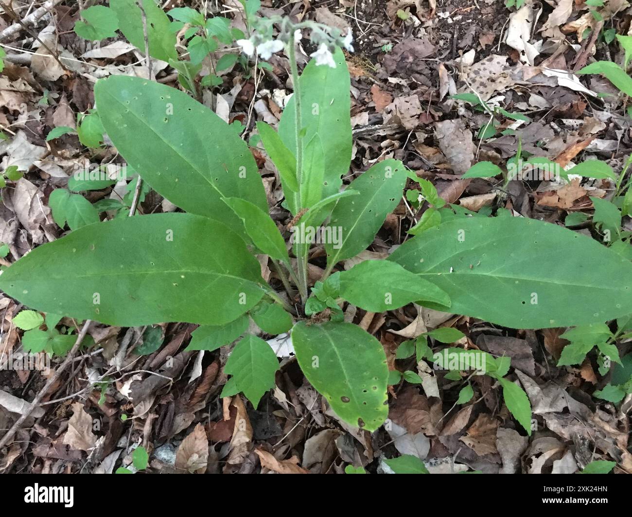 wild comfrey (Andersonglossum virginianum) Plantae Stock Photo - Alamy