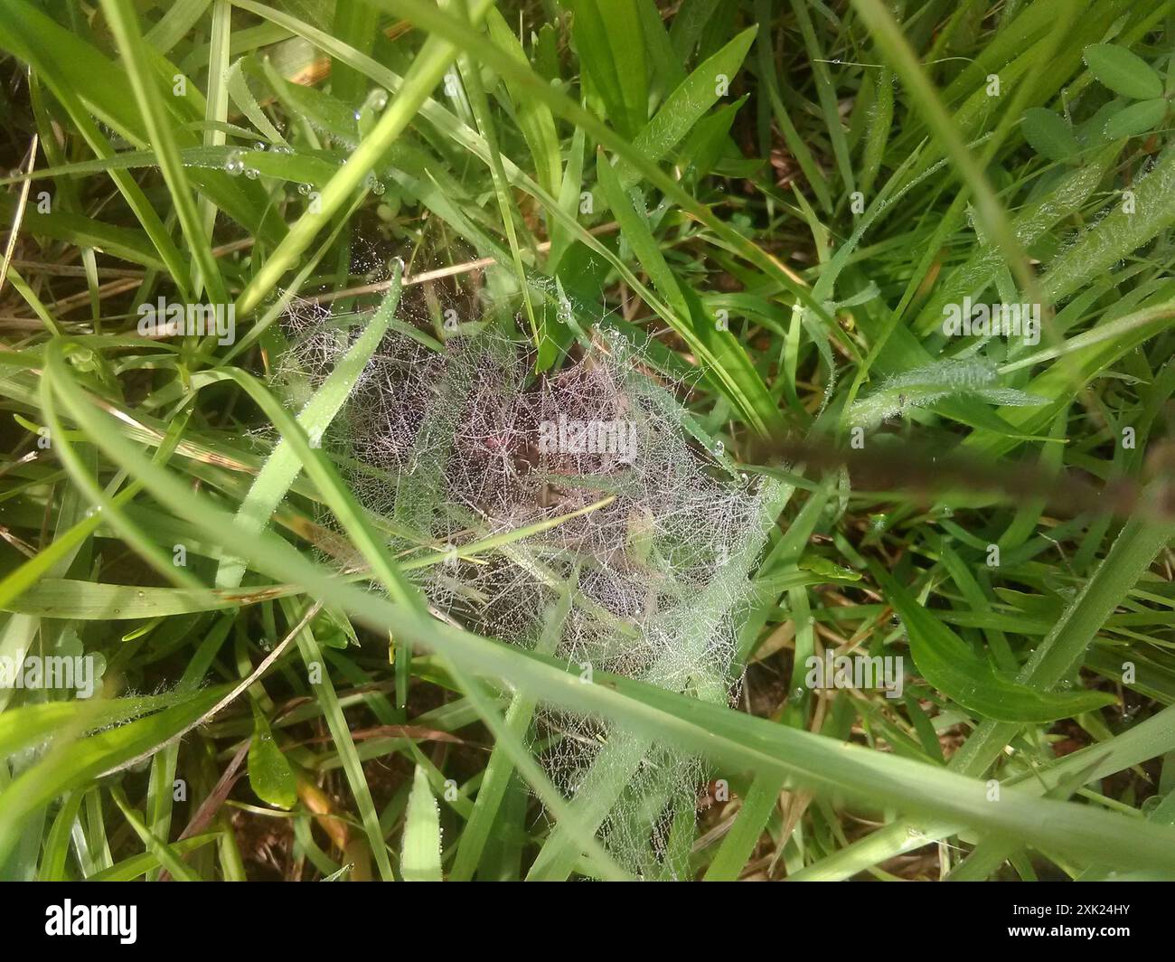 Linyphiidae sheetweb weavers hi-res stock photography and images - Alamy