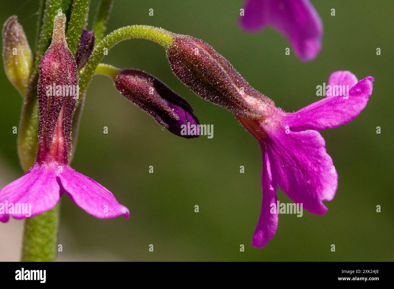 Parry's primrose (Primula parryi) Plantae Stock Photo - Alamy