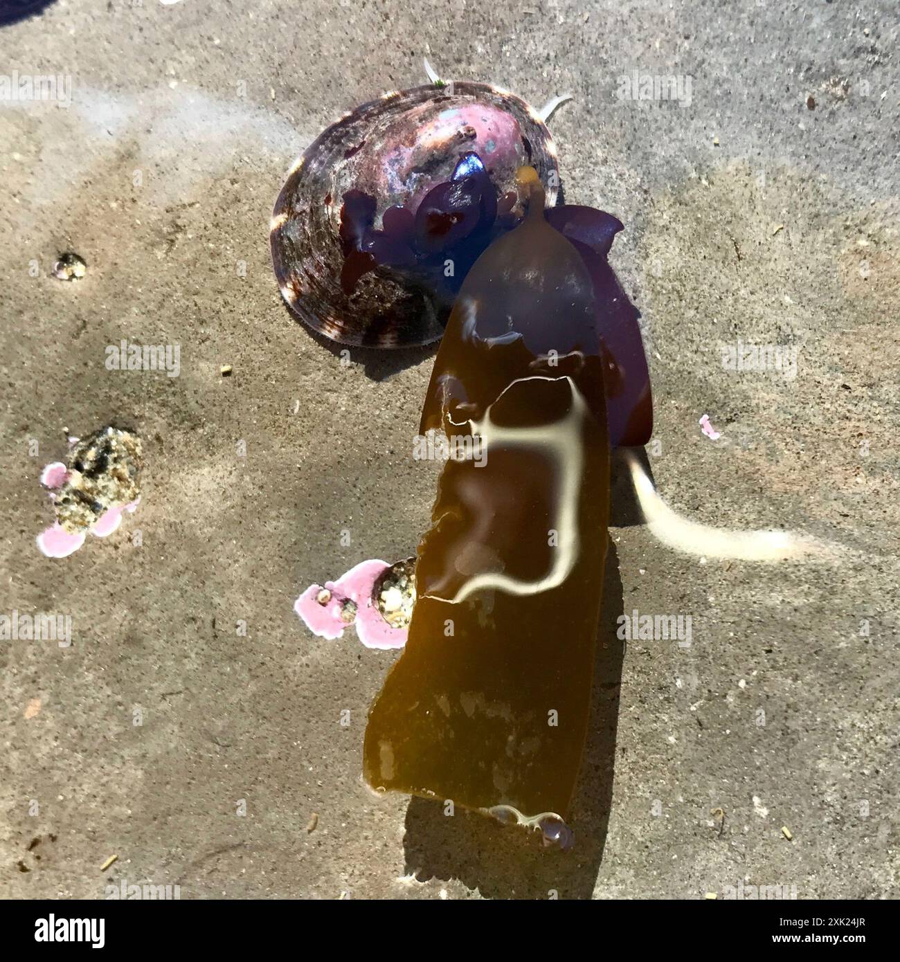 True Limpets (Patellogastropoda) Mollusca Stock Photo - Alamy