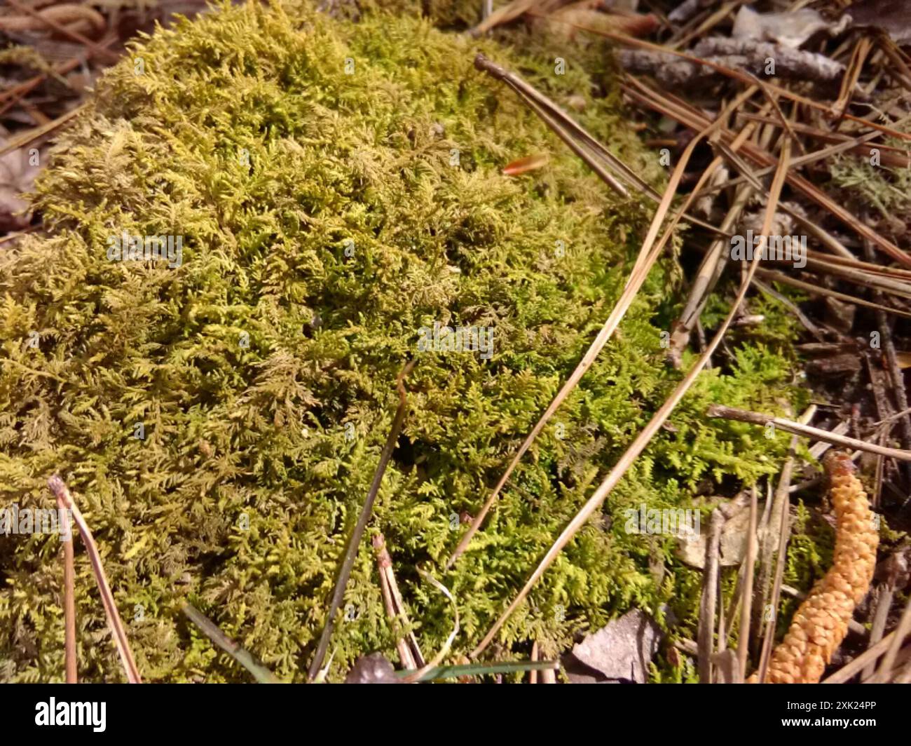 delicate fern moss (Thuidium delicatulum) Plantae Stock Photo - Alamy