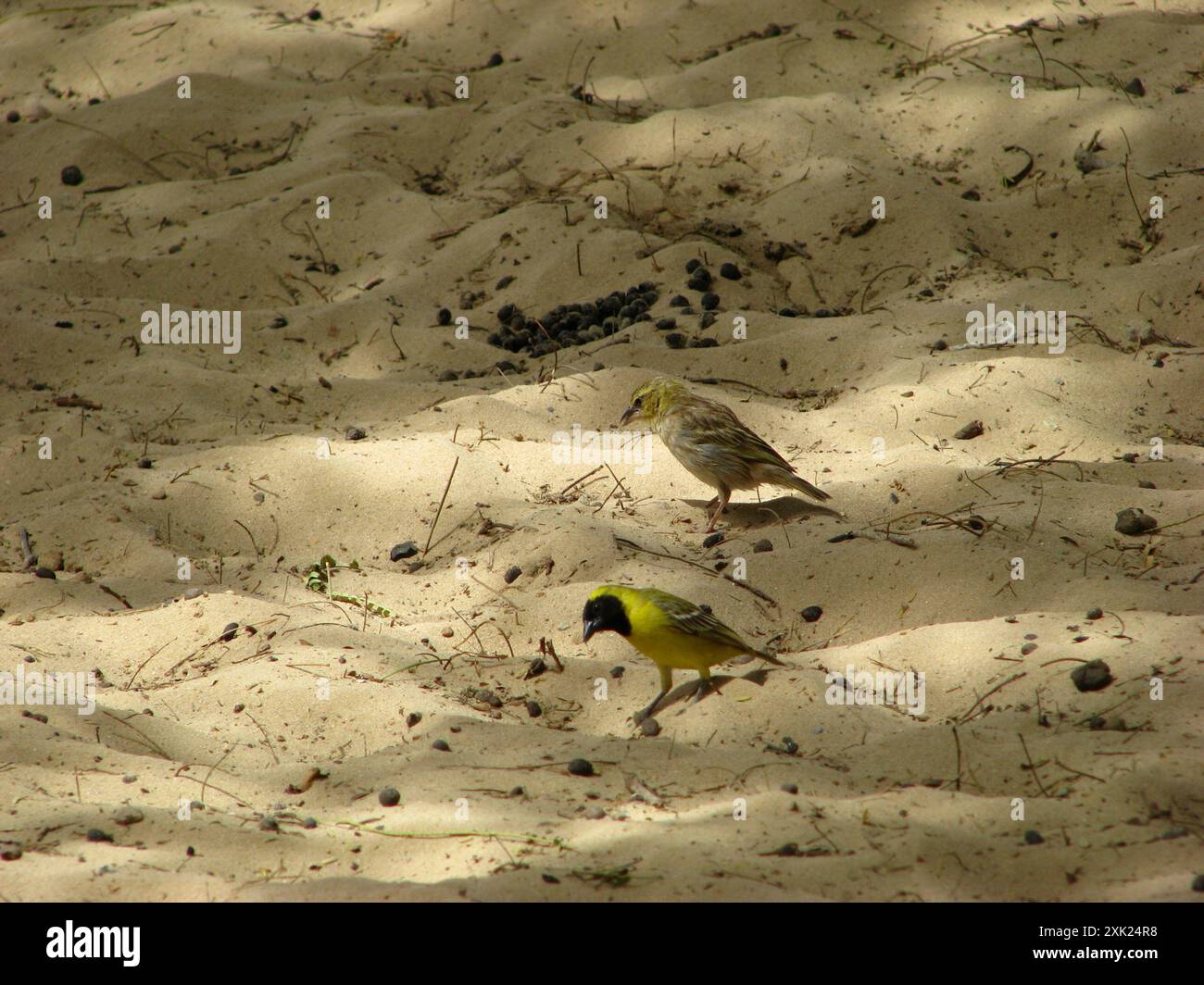 Little Weaver (Ploceus luteolus) Aves Stock Photo - Alamy